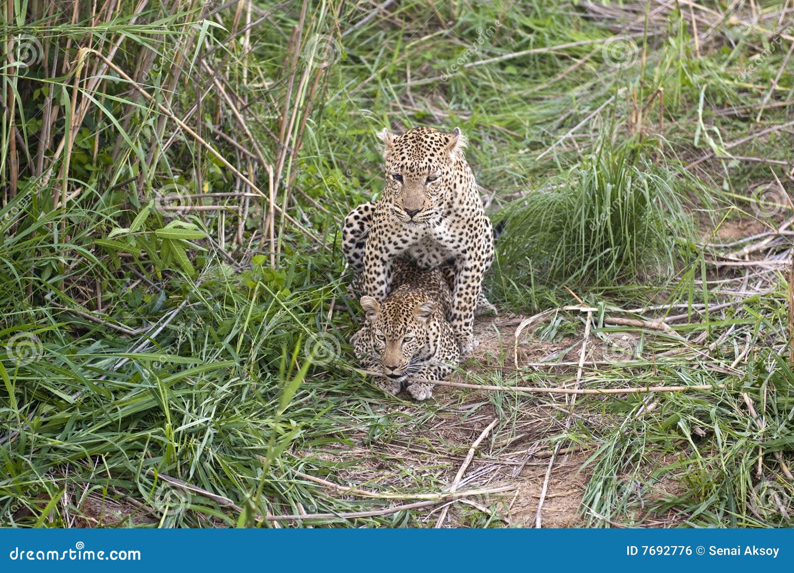 Mating leopards stock photo. Image of face, hunter, mating - 7692776