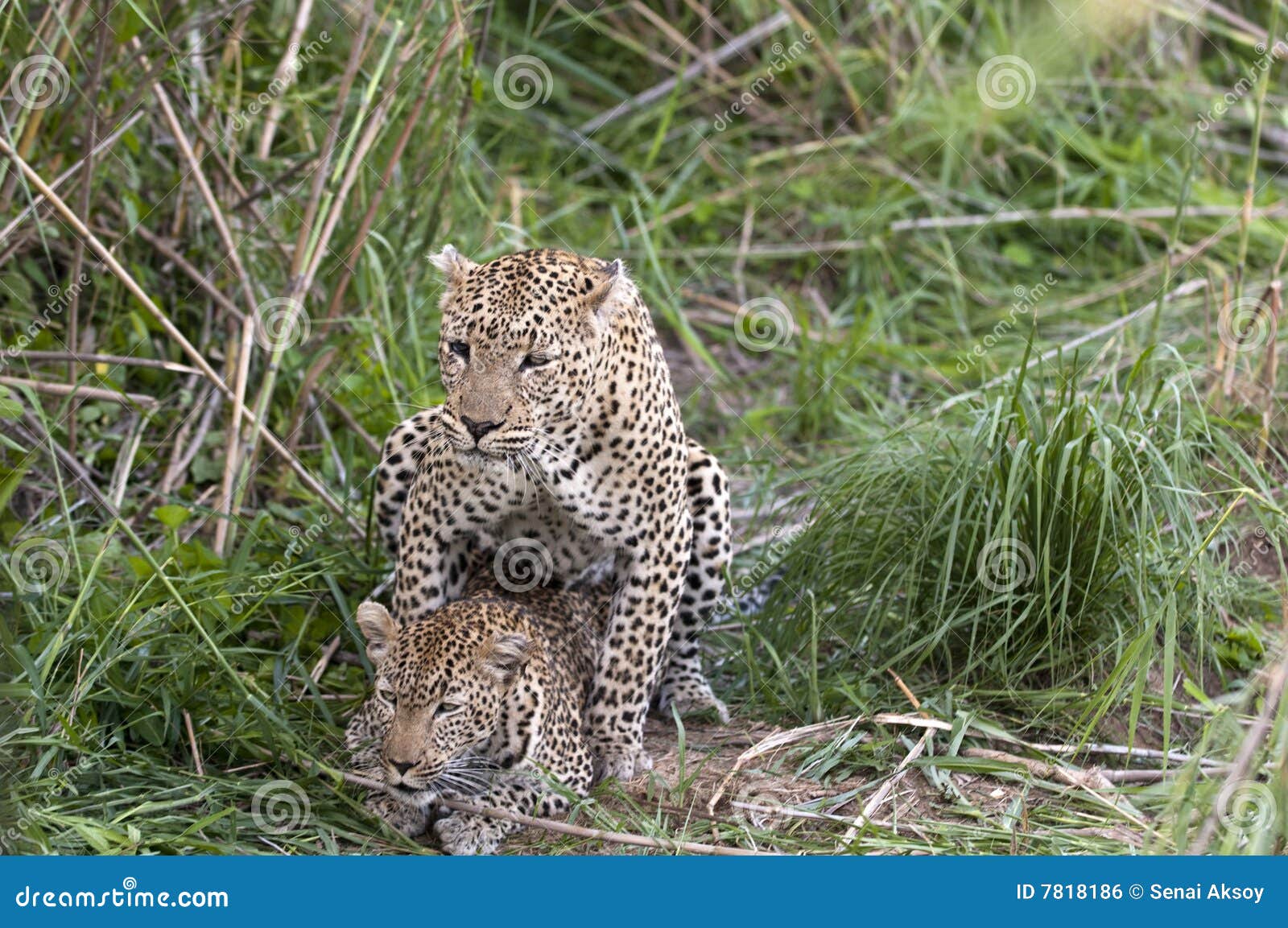 Mating leopards stock photo. Image of danger, fast, animal - 7818186