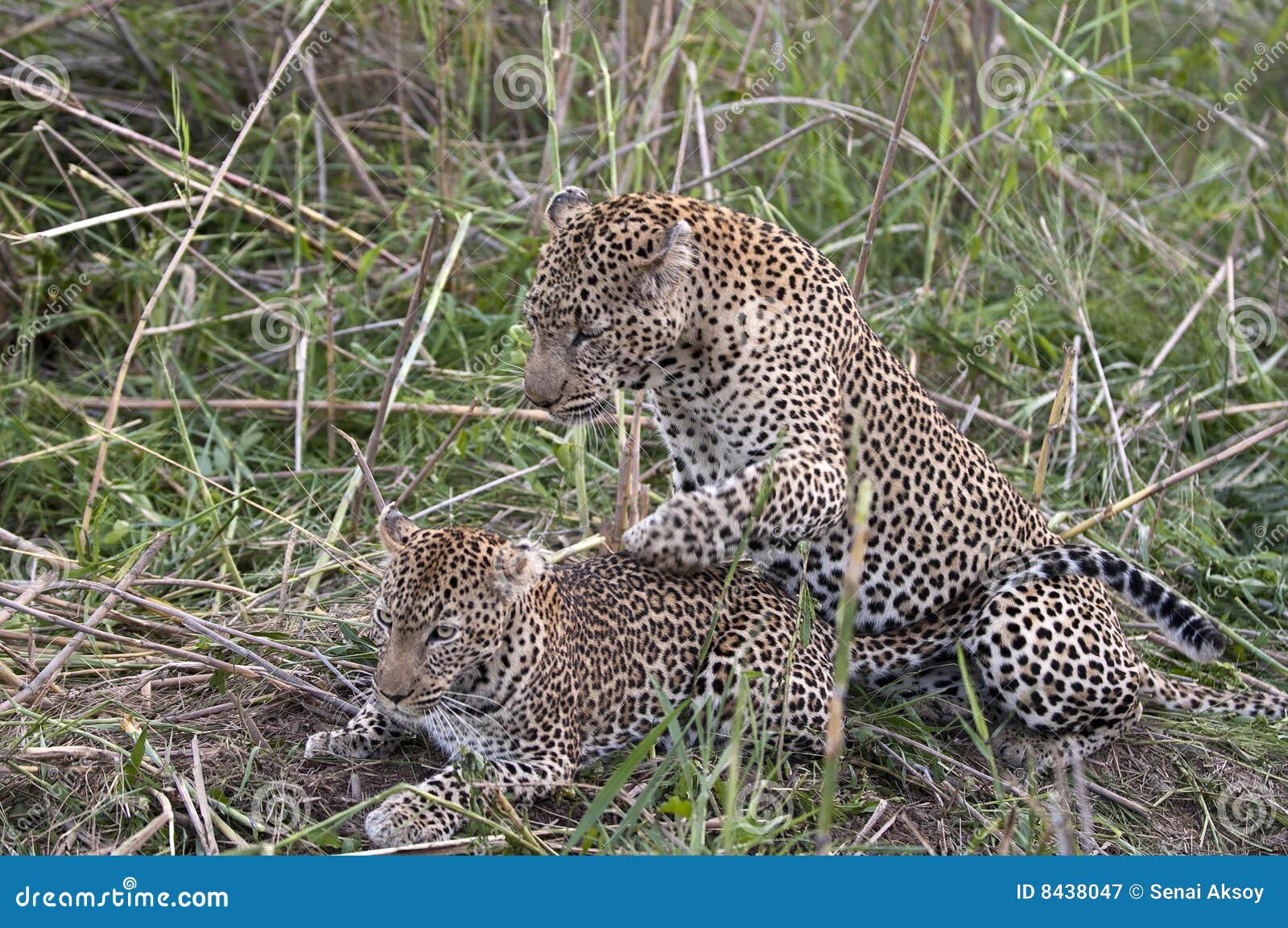 Mating leopards stock image. Image of endangered, safari - 8438047