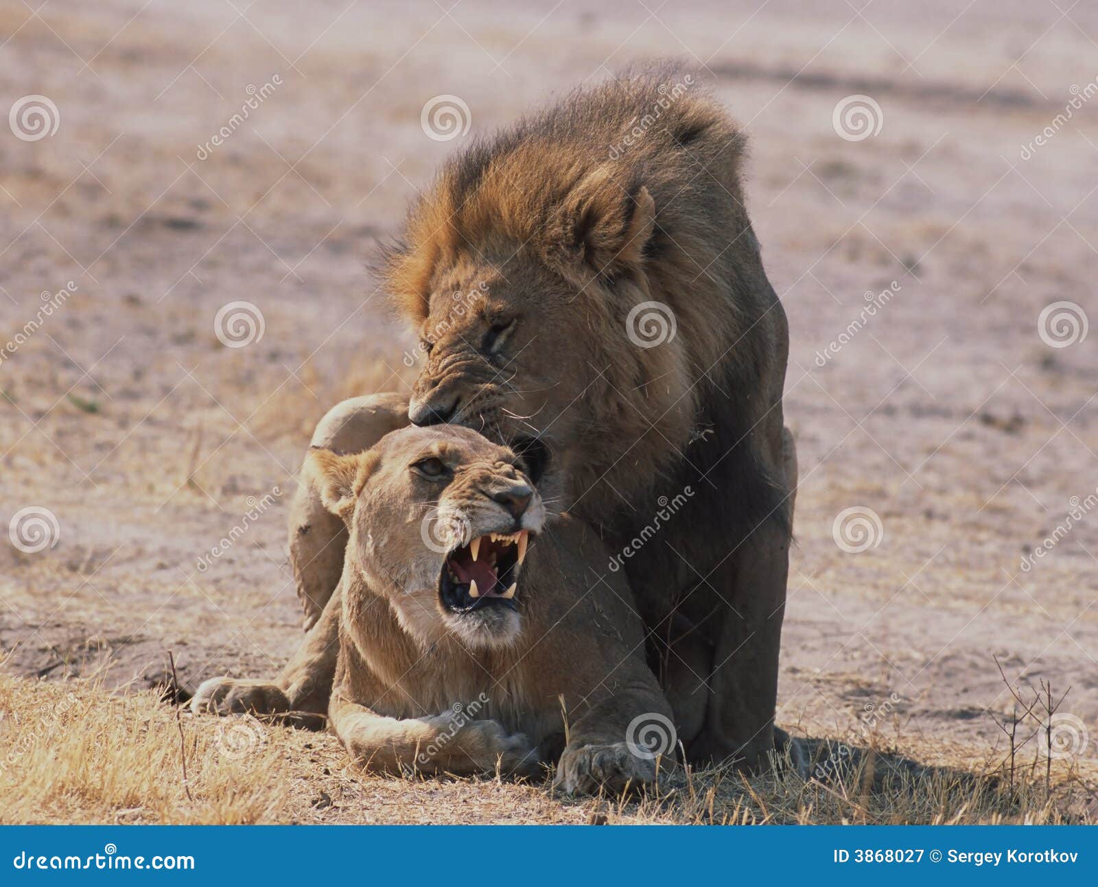 Mating lions stock image. Image of mating, outdoors, mate - 3868027