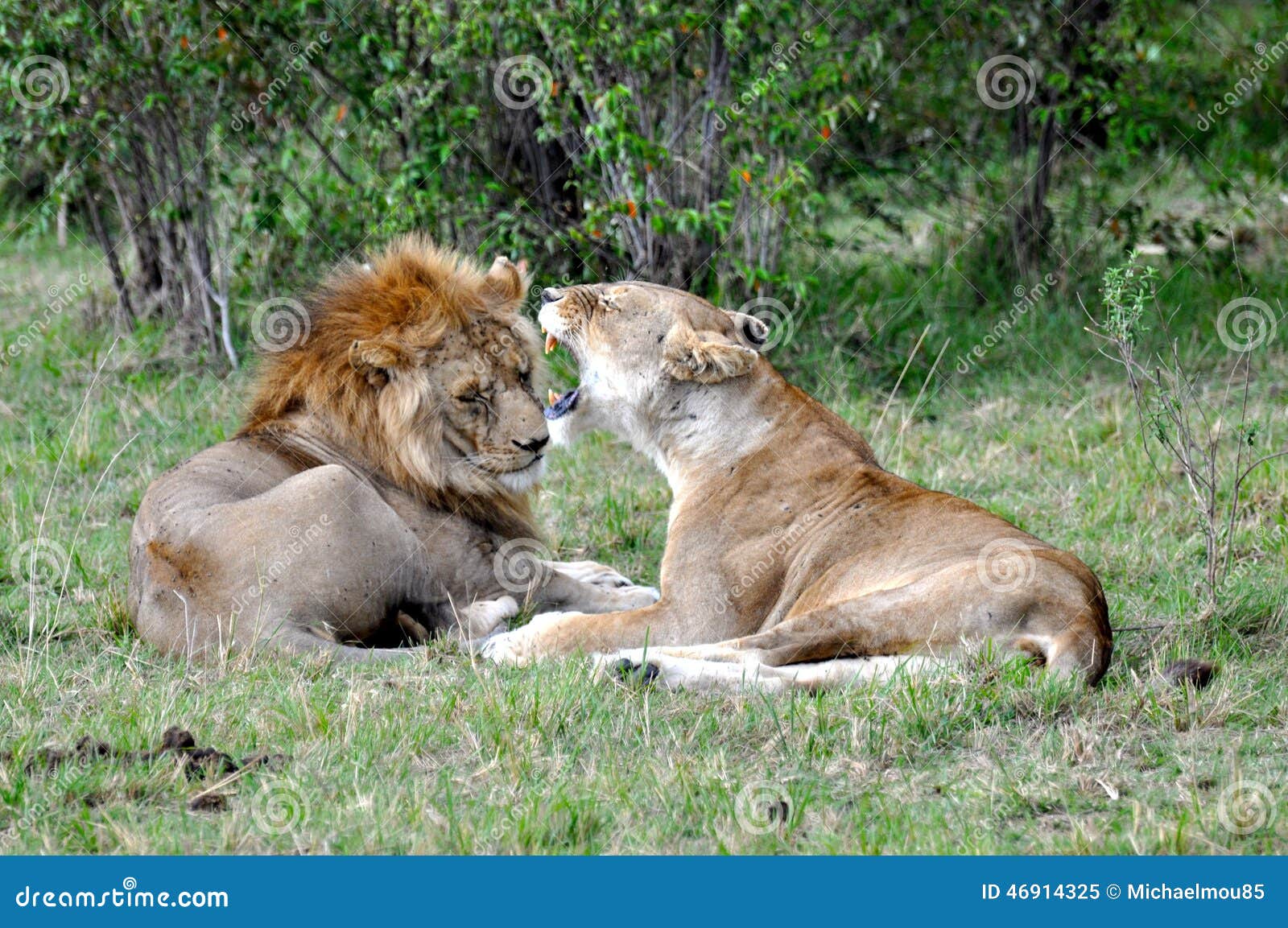 Mating Lions in Masai Mara 2 Stock Image - Image of jungle, game: 46914325