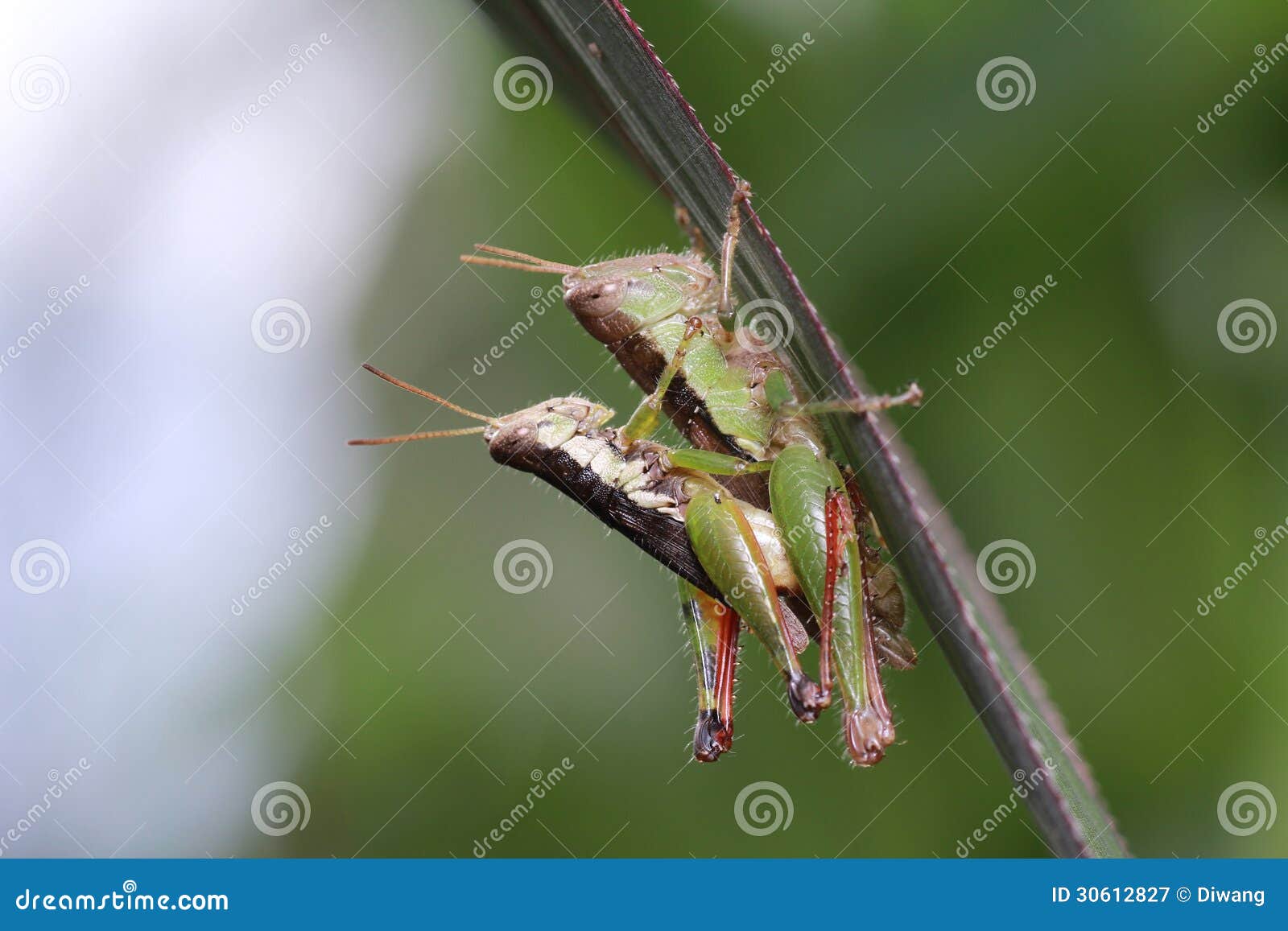 Mating locust in the wild stock image. Image of grasshopper - 30612827