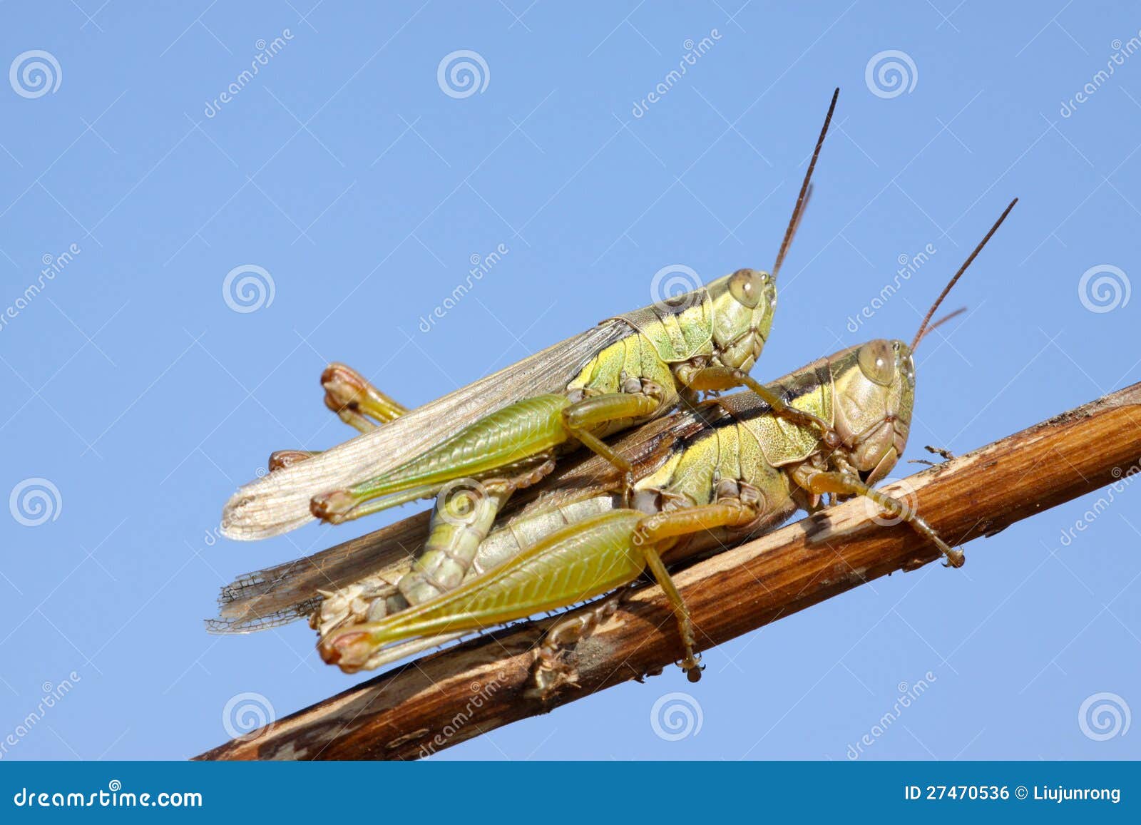 Mating locusts stock photo. Image of ambiguous, color - 27470536