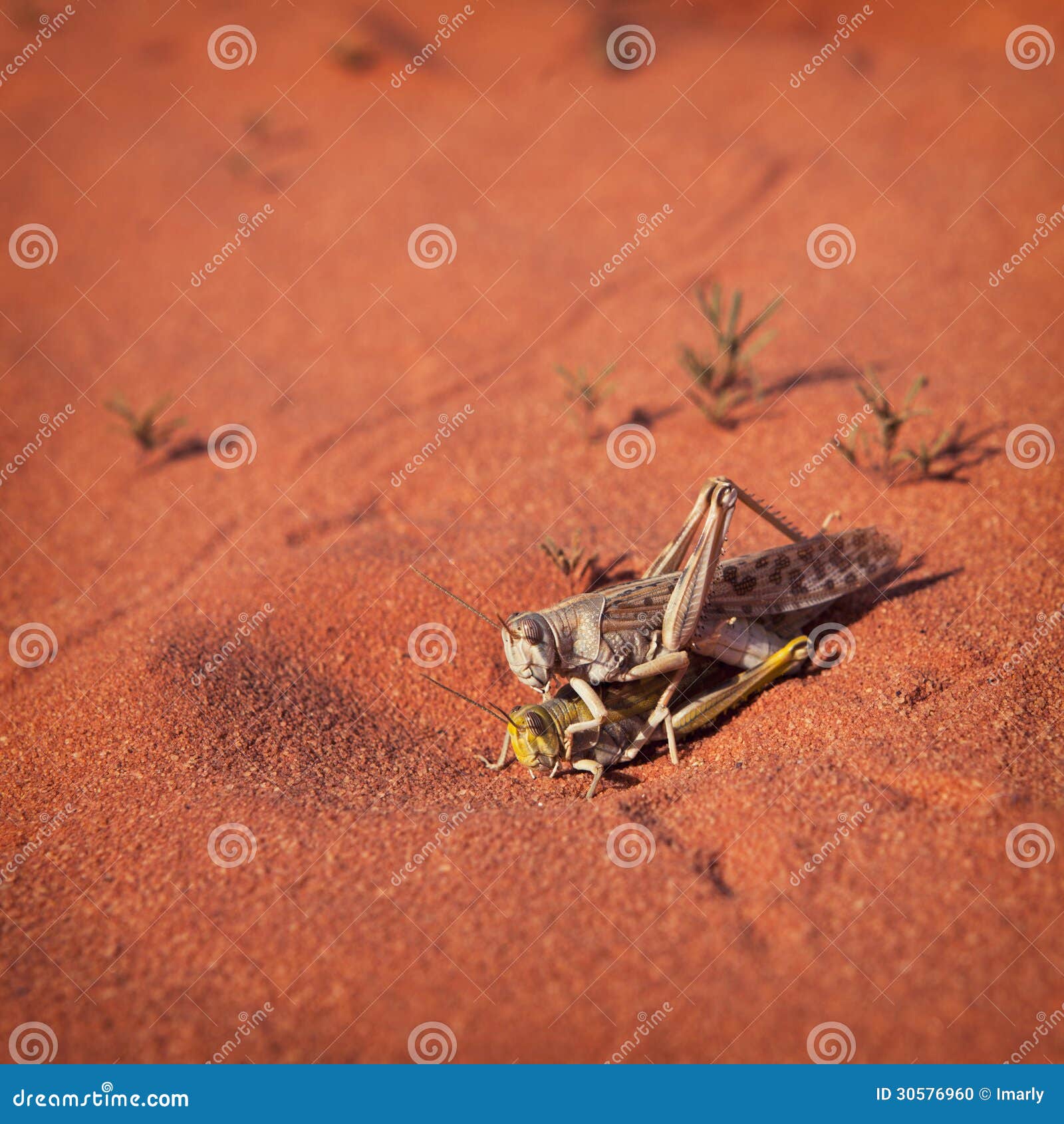Mating locusts stock photo. Image of couple, love, grasshopper - 30576960