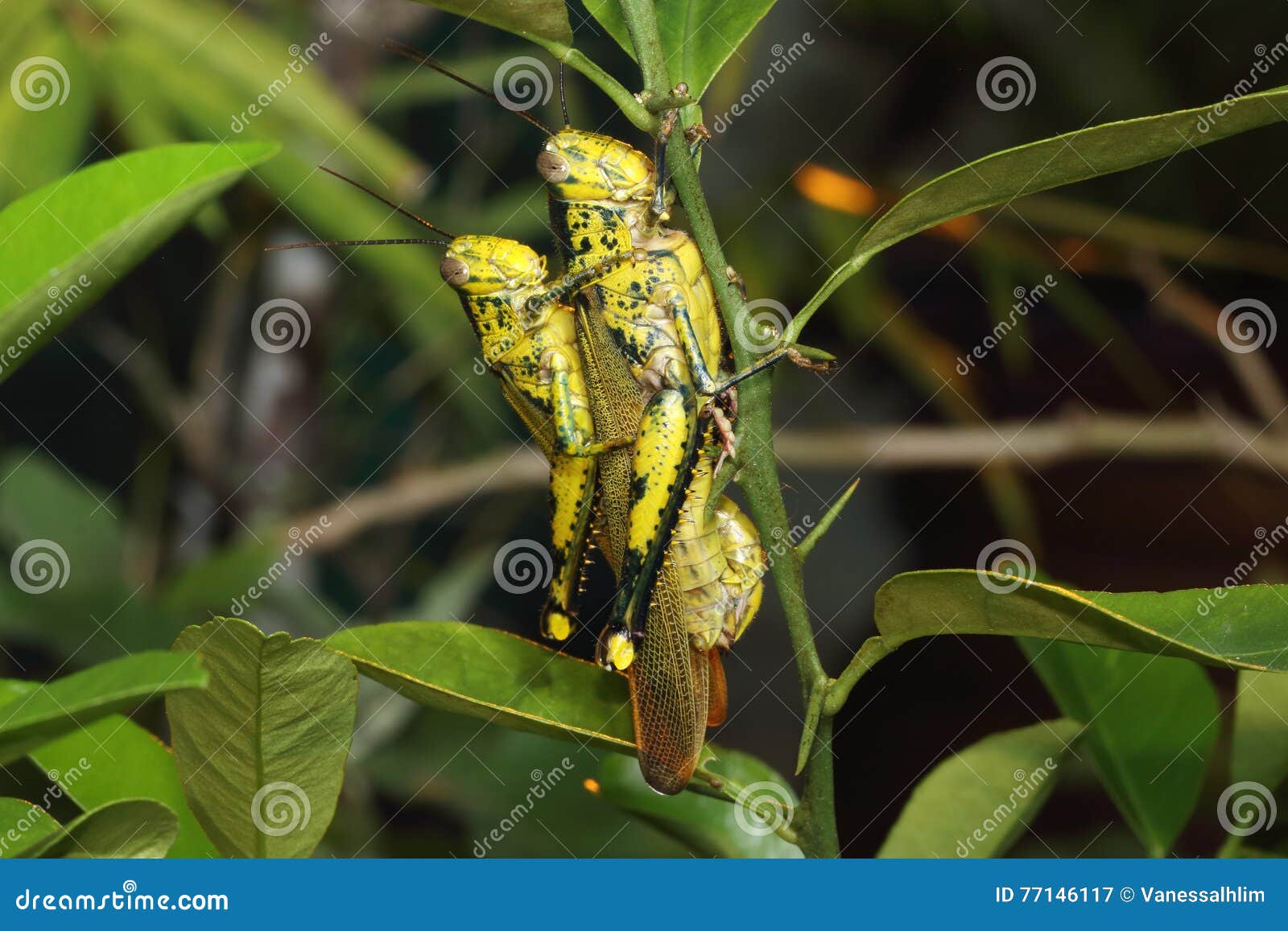 Mating locusts stock image. Image of grasshoppers, side - 77146117