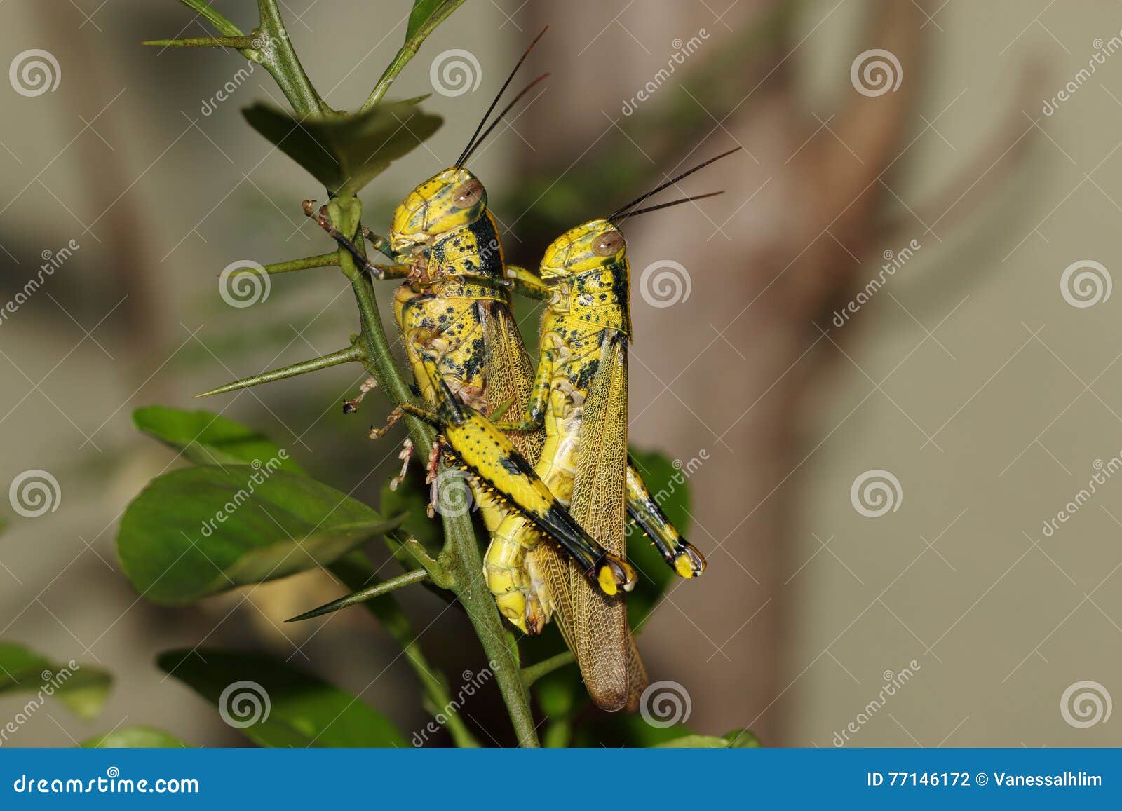 Two Red Locusts Mating Stock Photo | CartoonDealer.com #18017898