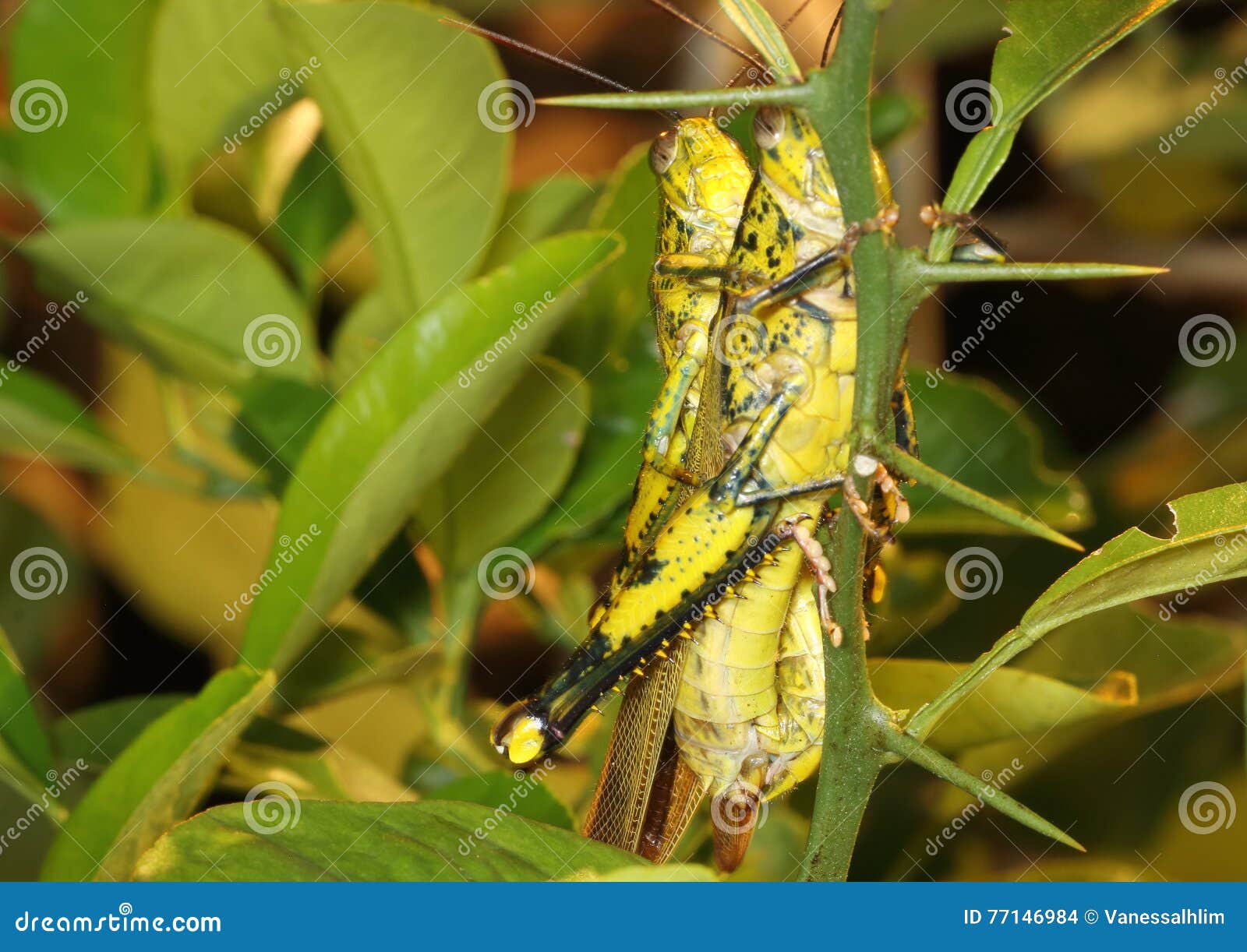 Two Red Locusts Mating Stock Photo | CartoonDealer.com #18017898