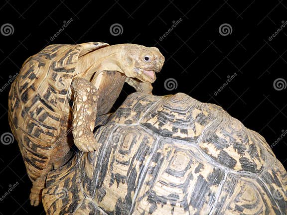 Mating male tortoise stock photo. Image of pardalis, making - 29417594