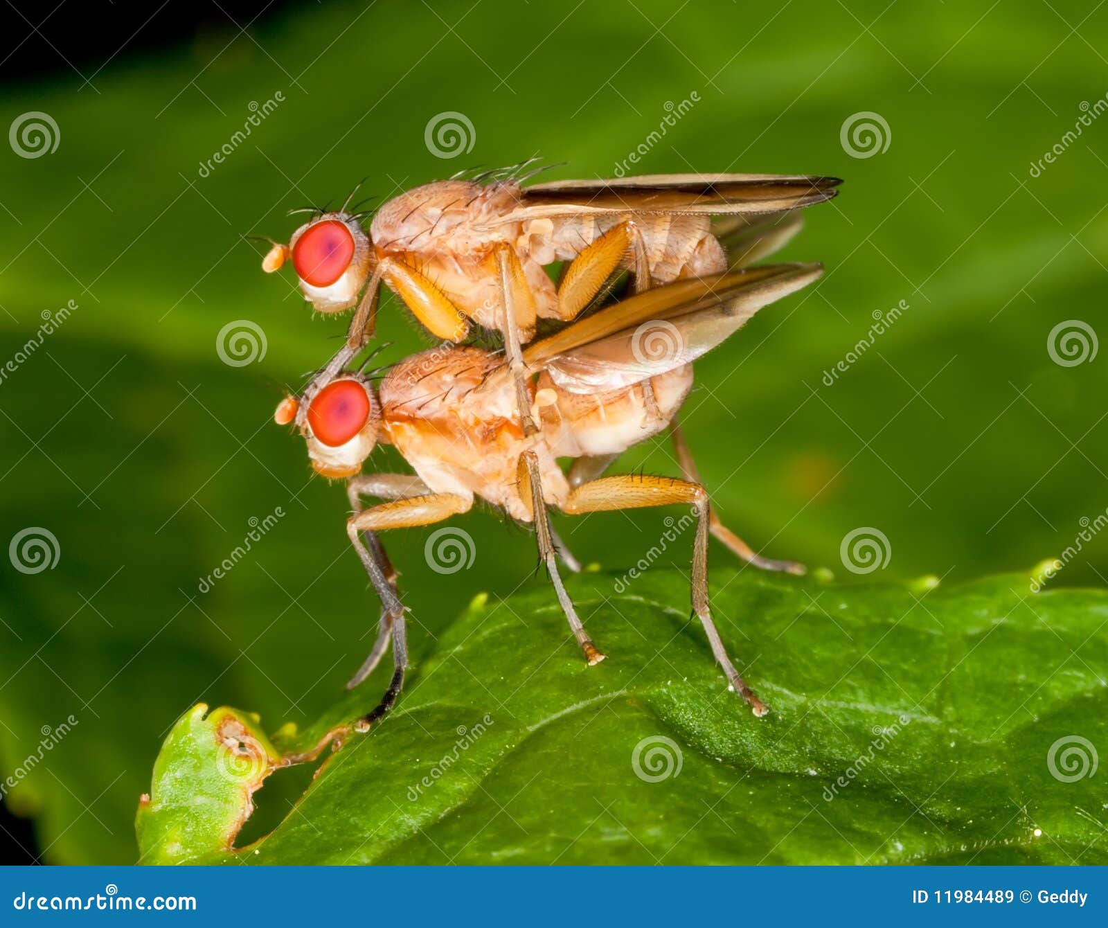 Mating marsh flies stock image. Image of mating, flies - 11984489
