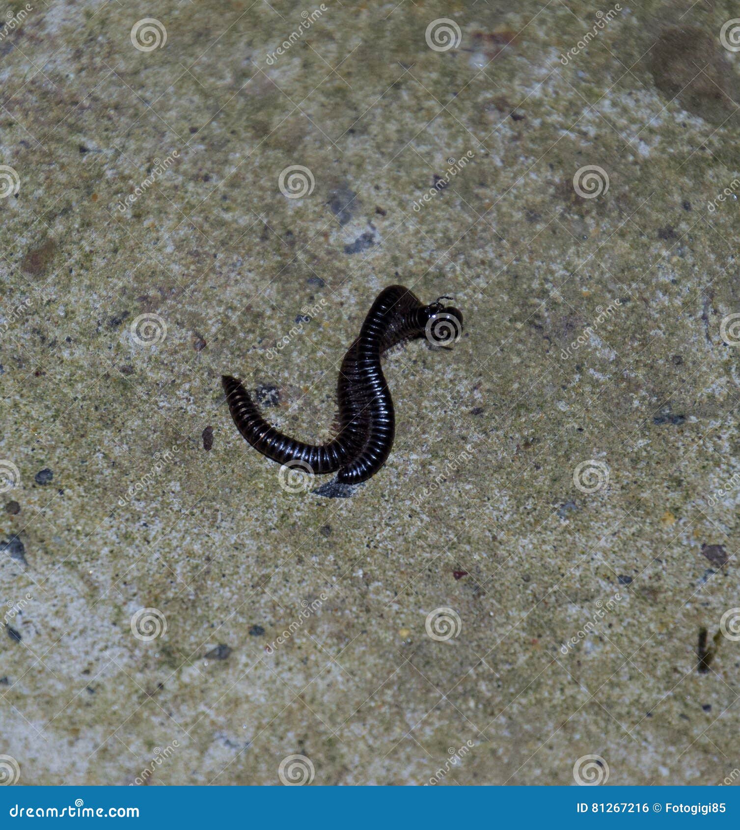 Mating Millipede. Millipede - Centipedes Black with Strong Armor Stock ...