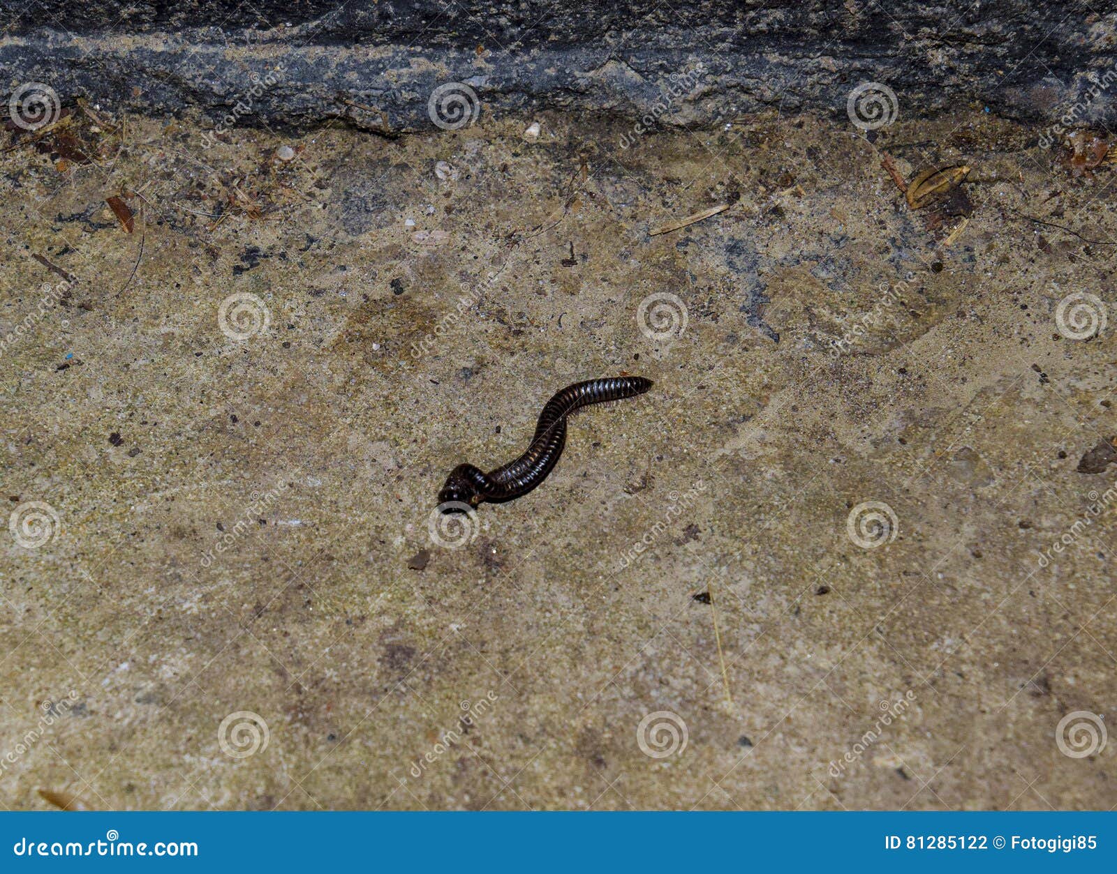 Mating Millipede. Millipede - Centipedes Black with Strong Armor Stock ...
