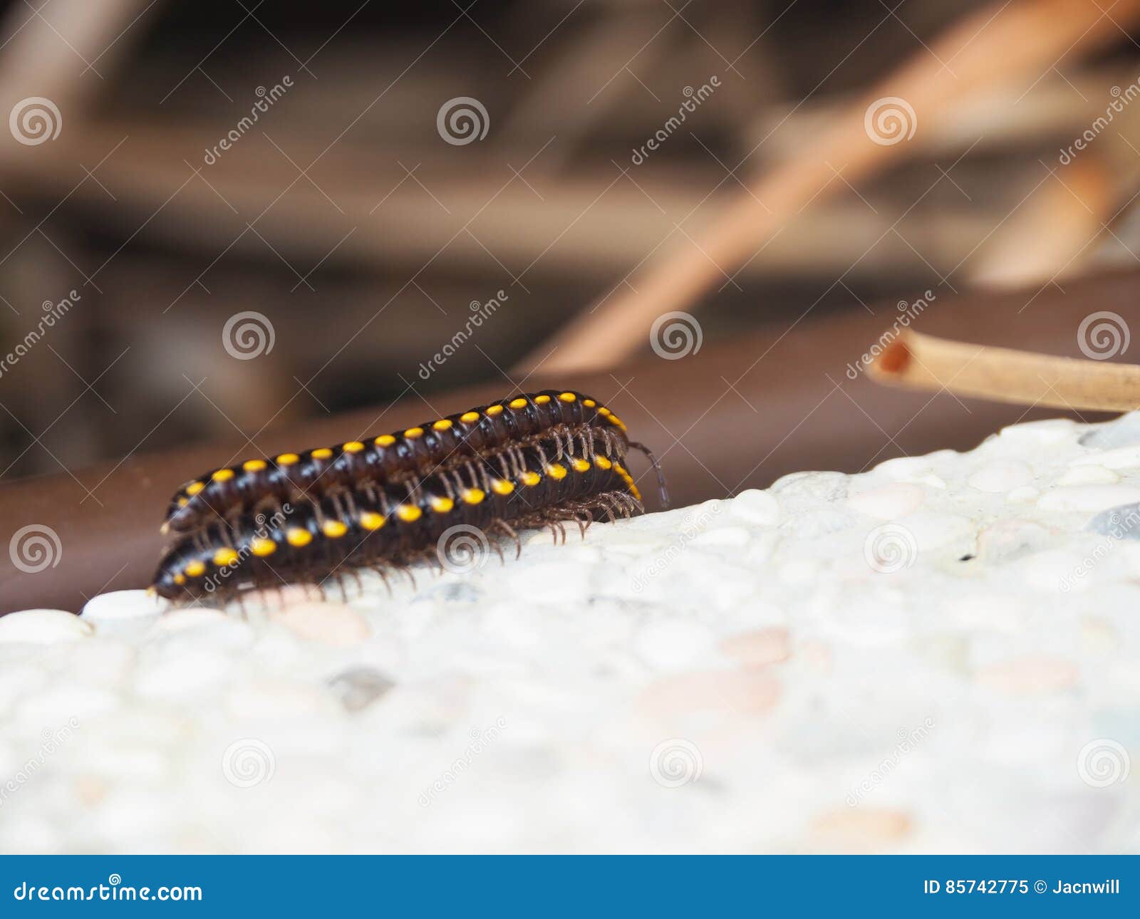 Mating Millipedes stock image. Image of legs, closeup - 85742775