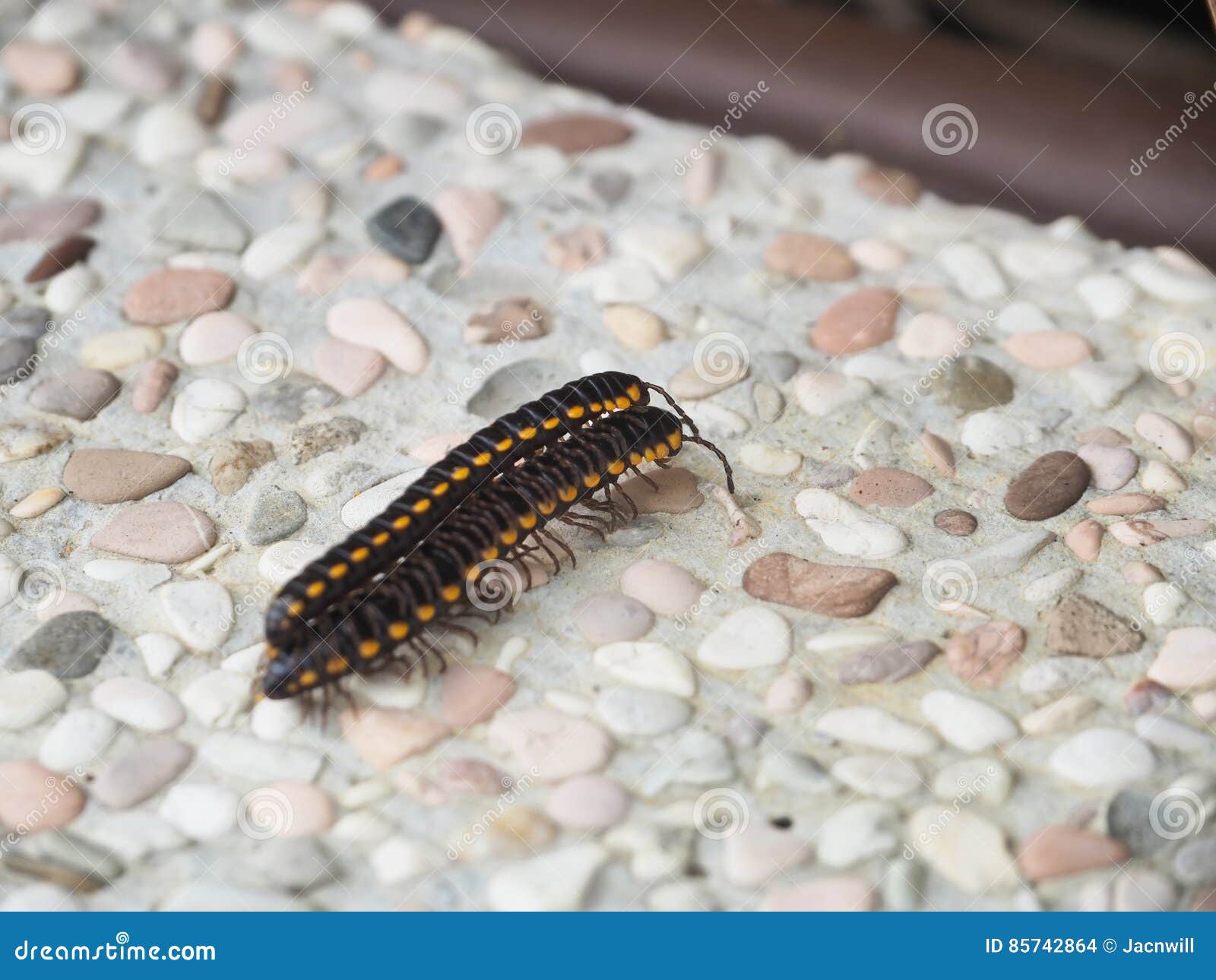 Mating Millipedes stock photo. Image of reproduction - 85742864