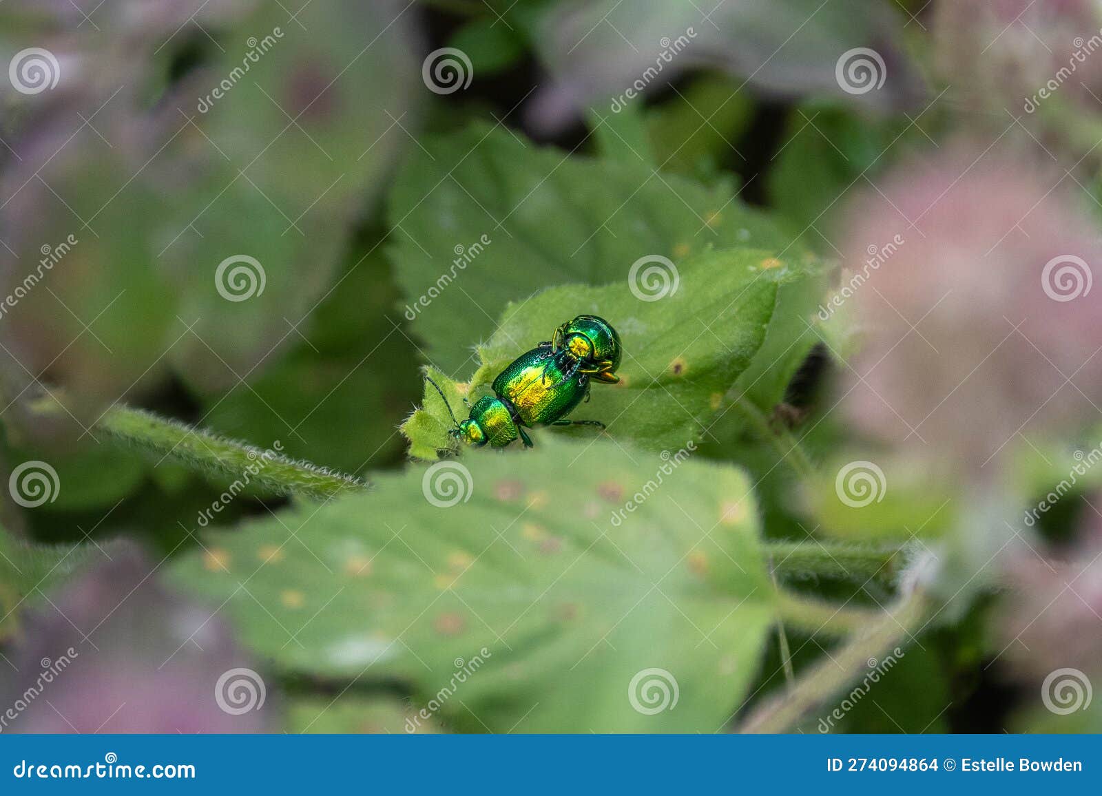 .The Process Of Mating Turtles In The Zoo. Breeding Turtles Around The ...