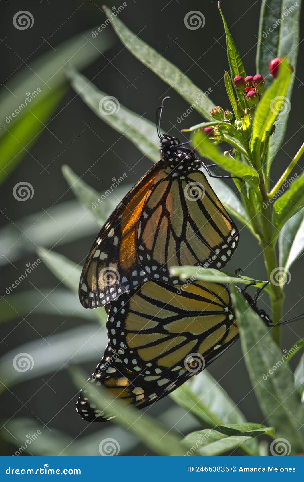 Mating Monarchs stock photo. Image of develop, development - 24663836
