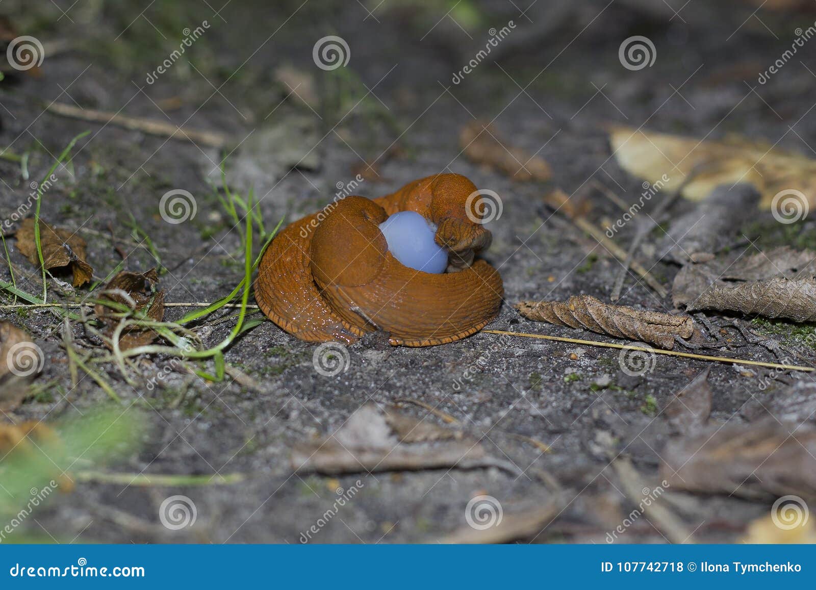 Mating Pair of Brown Slugs on Ground. Two Land Slug Side View Stock ...