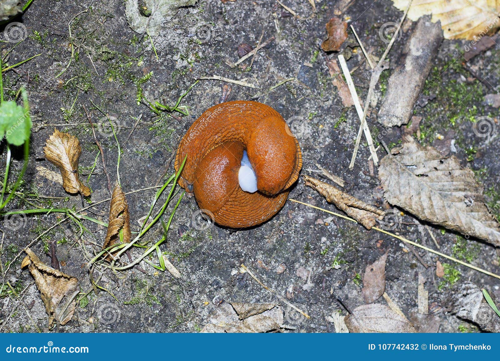 Mating Pair of Brown Slugs on Ground. Two Land Slug Top Stock Photo ...