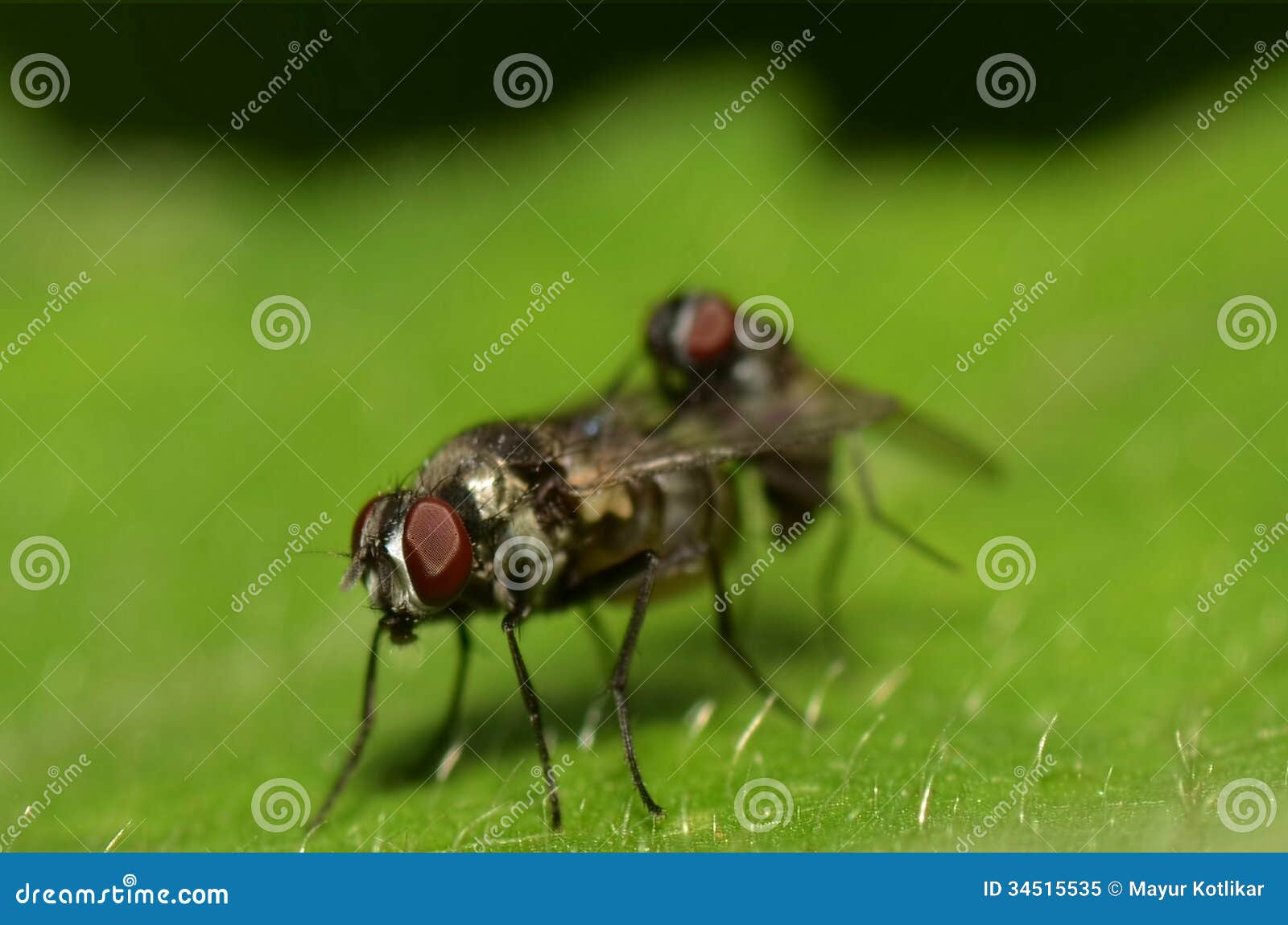 A mating insects stock image. Image of colorful, legs - 34515535