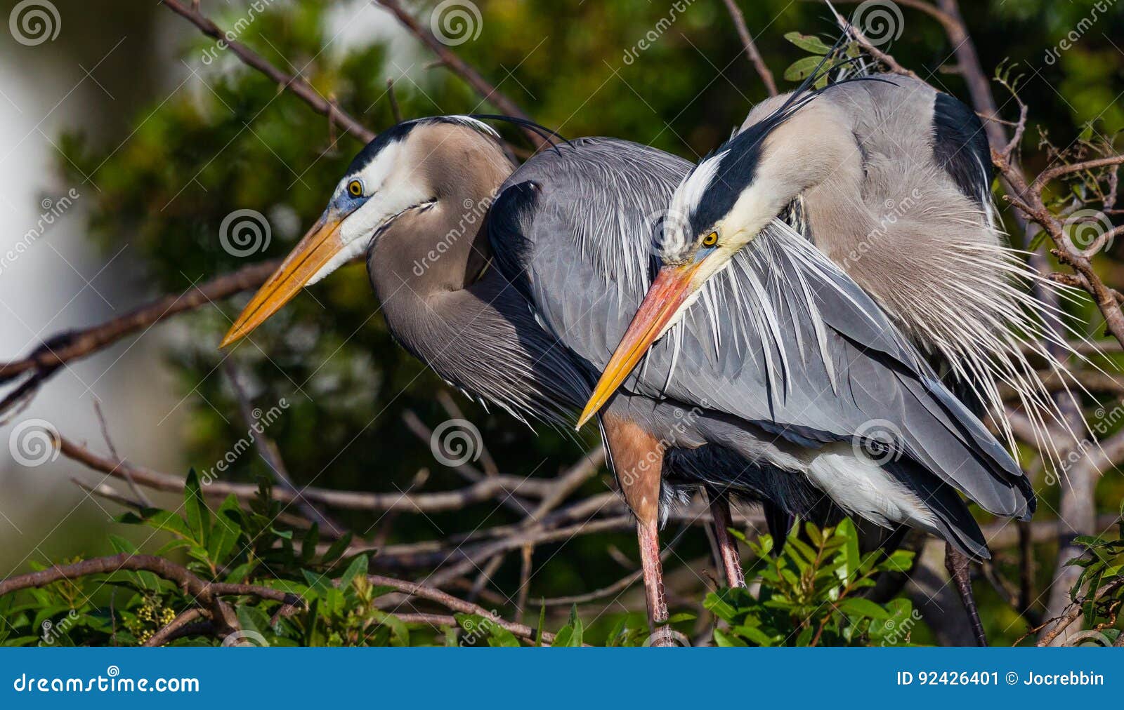 Mating Pair of Great Blue Herons in Rookery Stock Image - Image of ...