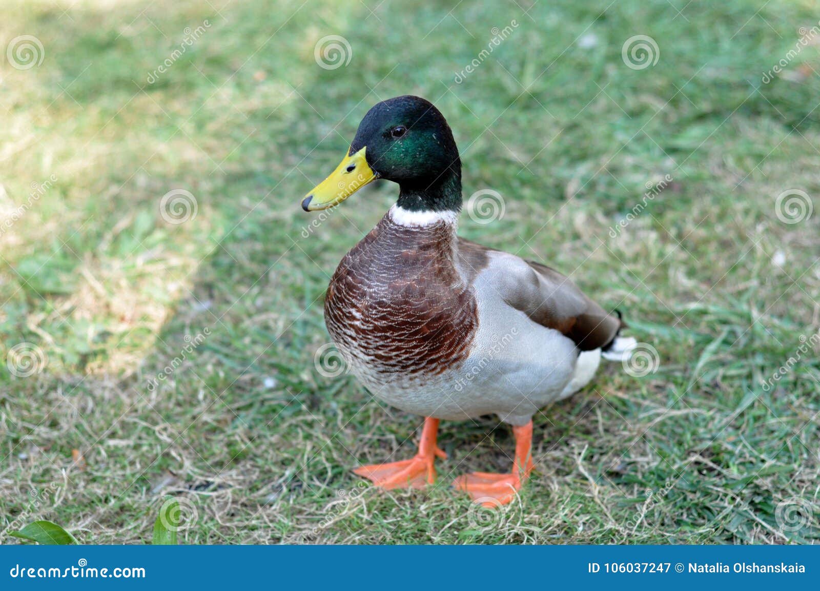 A Mating Pair of Mallard Ducks on the Ottawa River Featuring the Stock ...