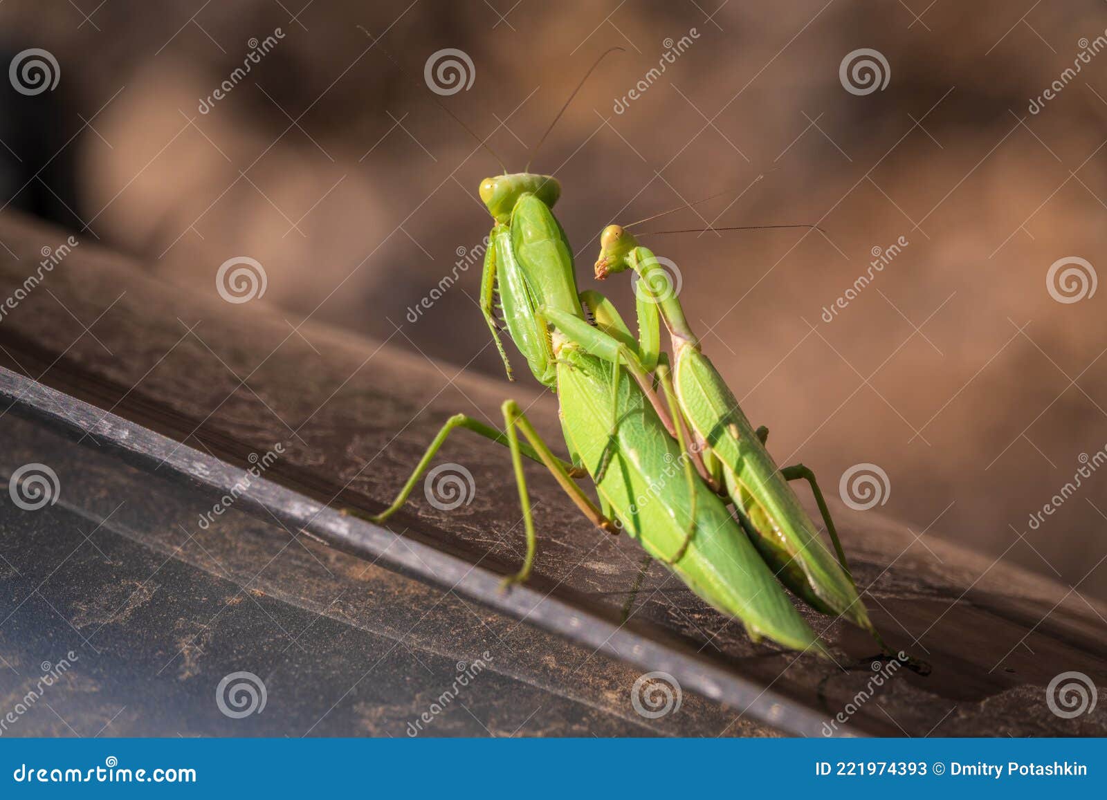 Mating Of A Pair Of Praying Mantises Close Up Of Pair Of European Mantis Or Praying Mantis