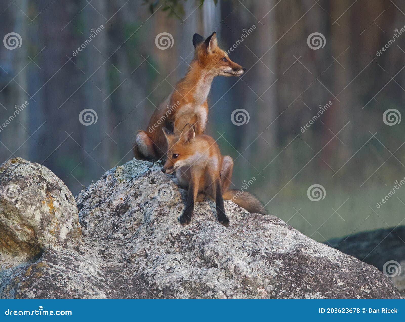 Mating Pair of Red Fox Sitting on Large Limestone Boulder Stock Photo ...