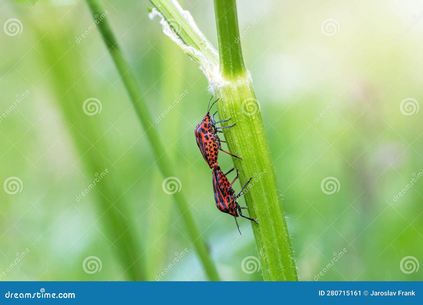 Two Fly Mating On Stem Chili Plant Stock Photography | CartoonDealer ...