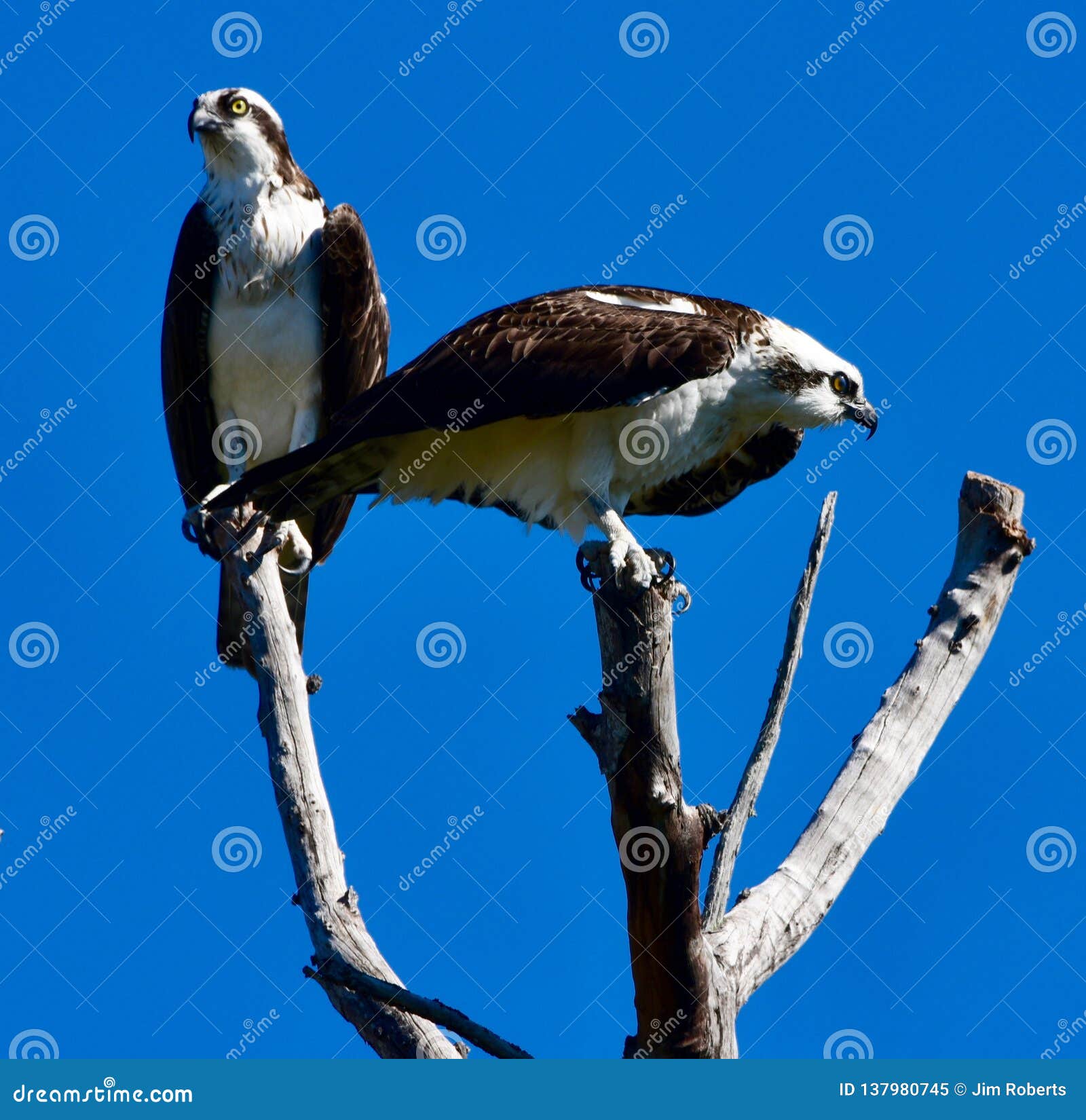 Mating a Pair of Western Ospreys Perched on Tree Limbs Stock Image ...