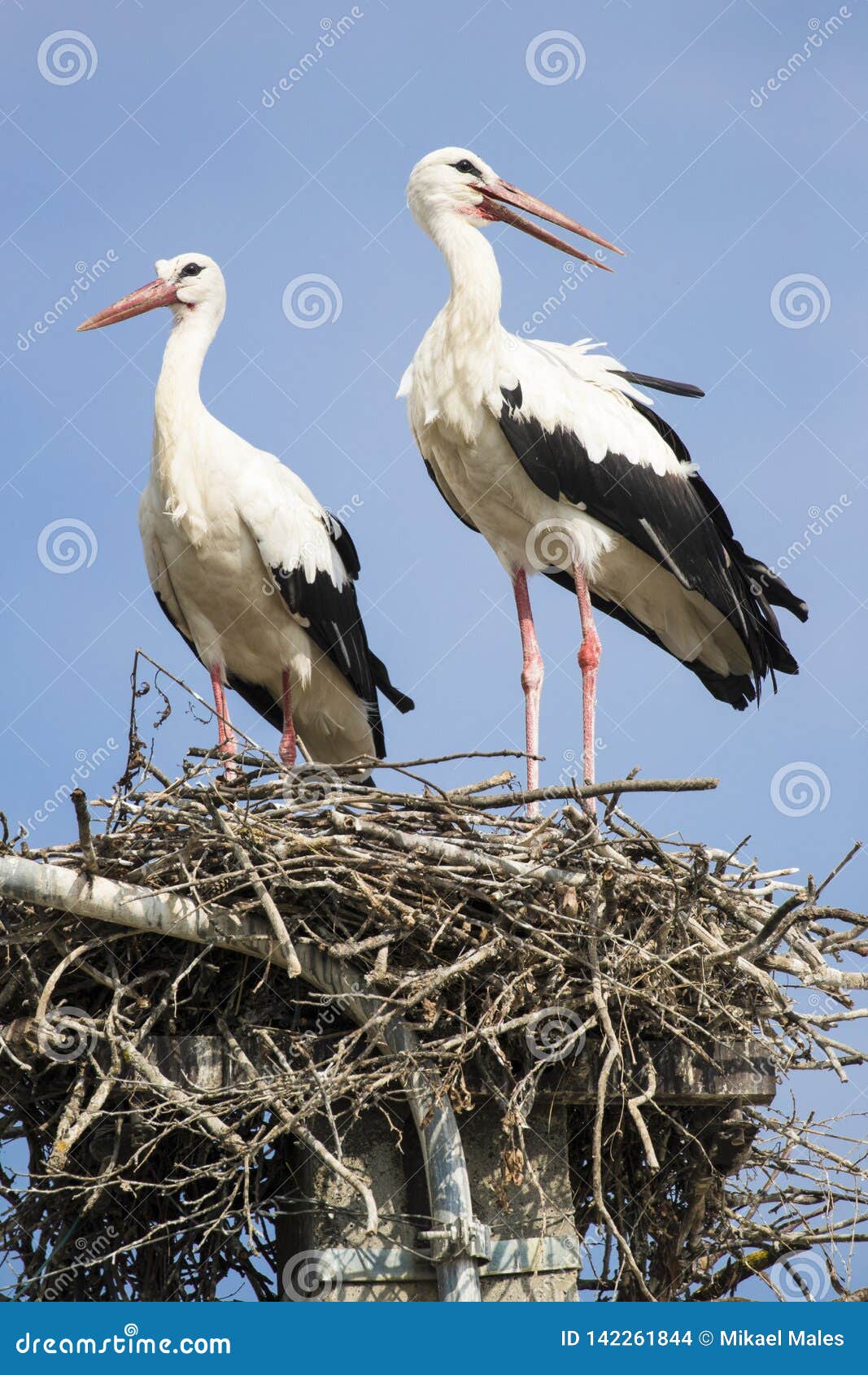 Mating Pair of White Storks in Vertical Picture Stock Photo - Image of ...