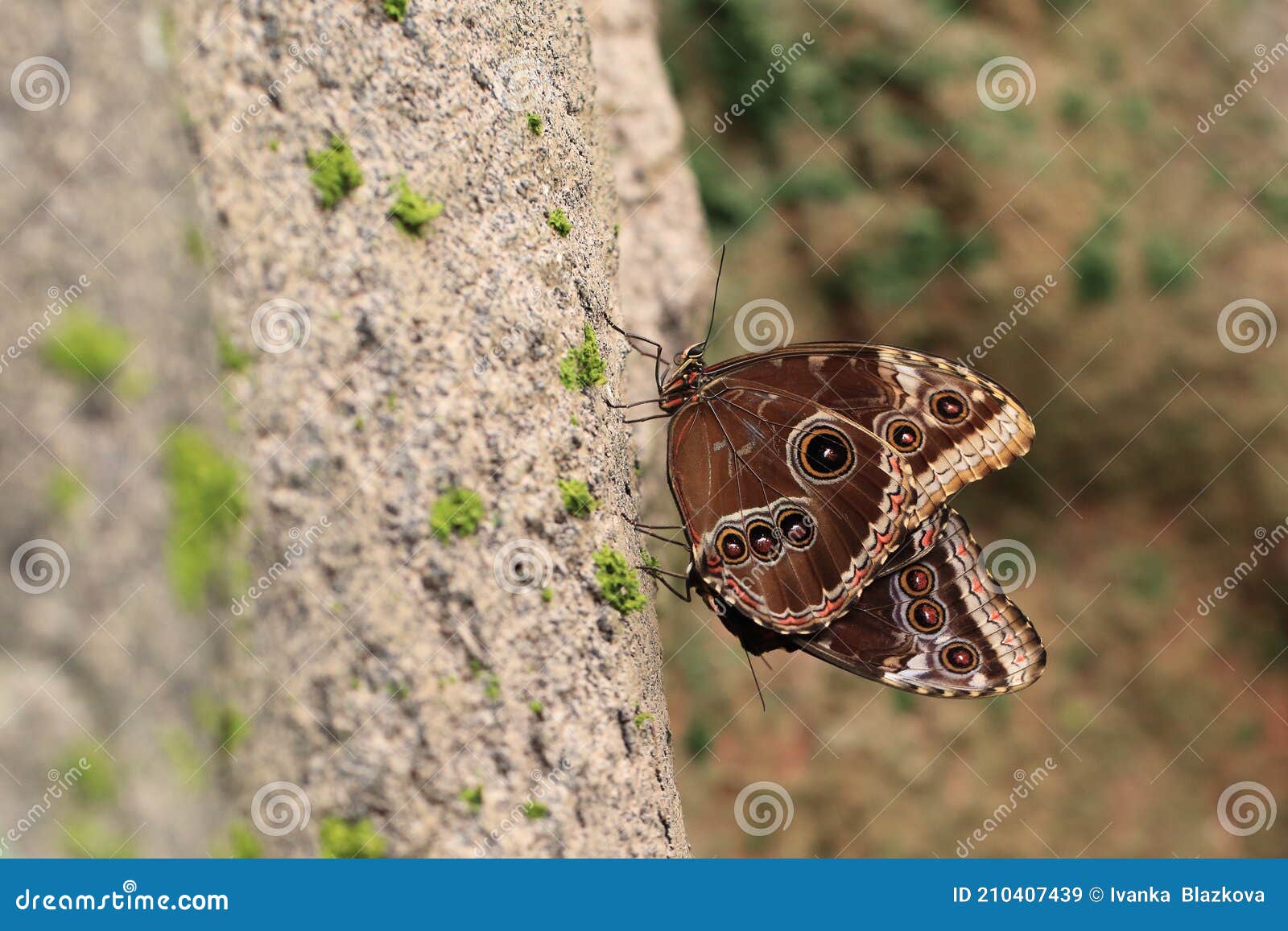 Mating Peleides Blue Morphos Stock Image - Image of morpho, mating ...