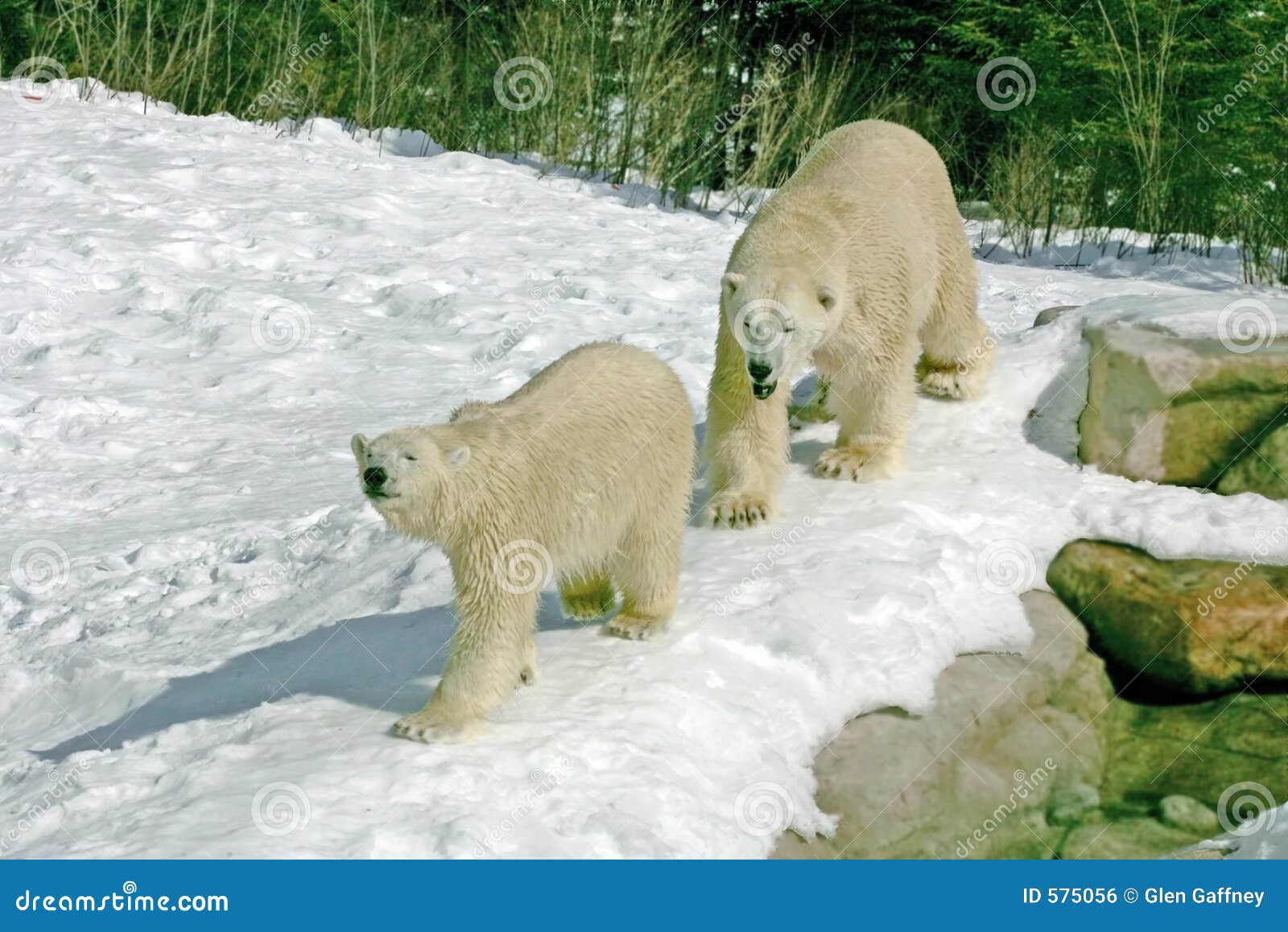 Mating polar bears stock photo. Image of carnivore, animal - 575056