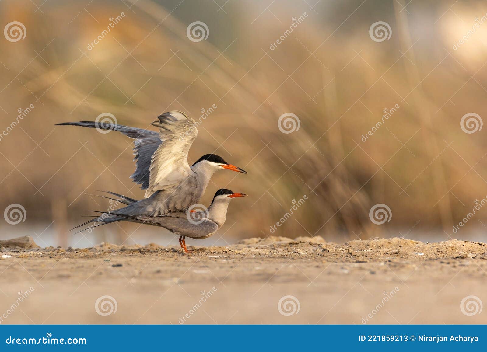 Mating Pose of White Cheek Tern Stock Image - Image of shorebird ...