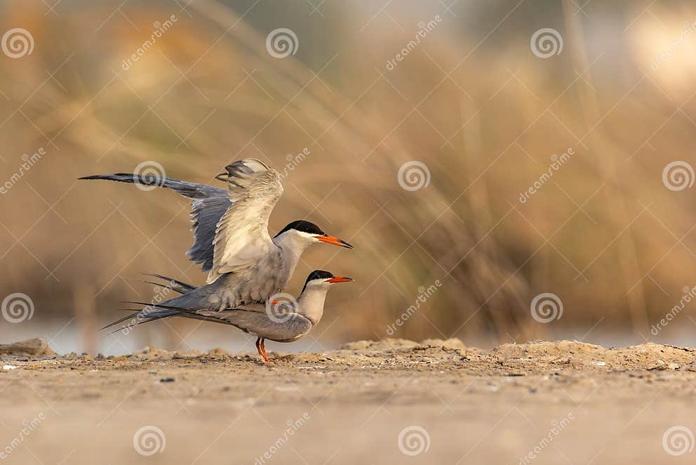 Mating Pose of White Cheek Tern Stock Image - Image of shorebird ...