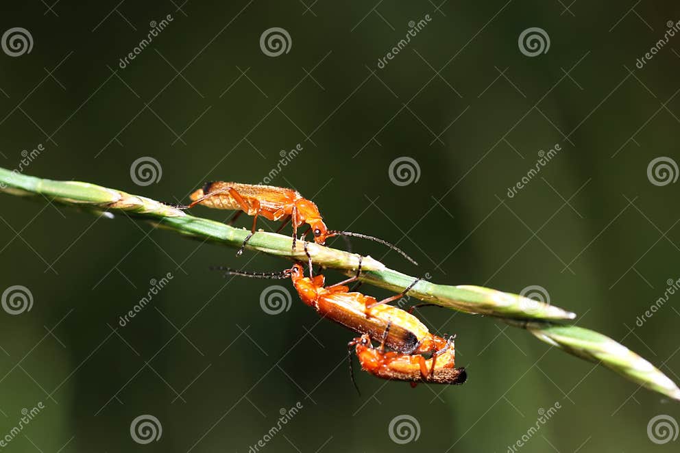 Mating Process of Common Red Soldier Beetles on a Stem of a Plant Stock ...