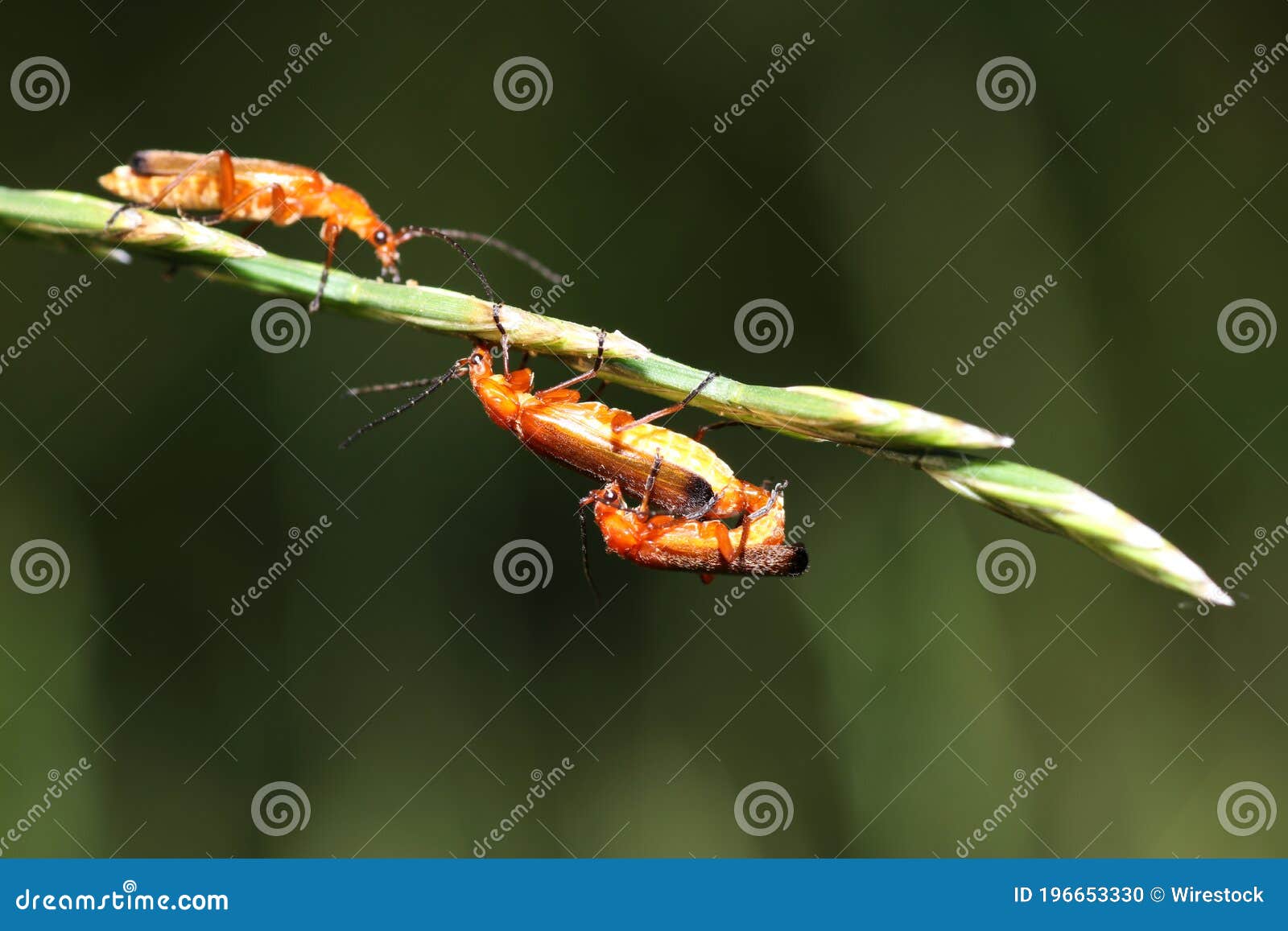 Mating Process of Common Red Soldier Beetles on a Stem of a Plant Stock ...