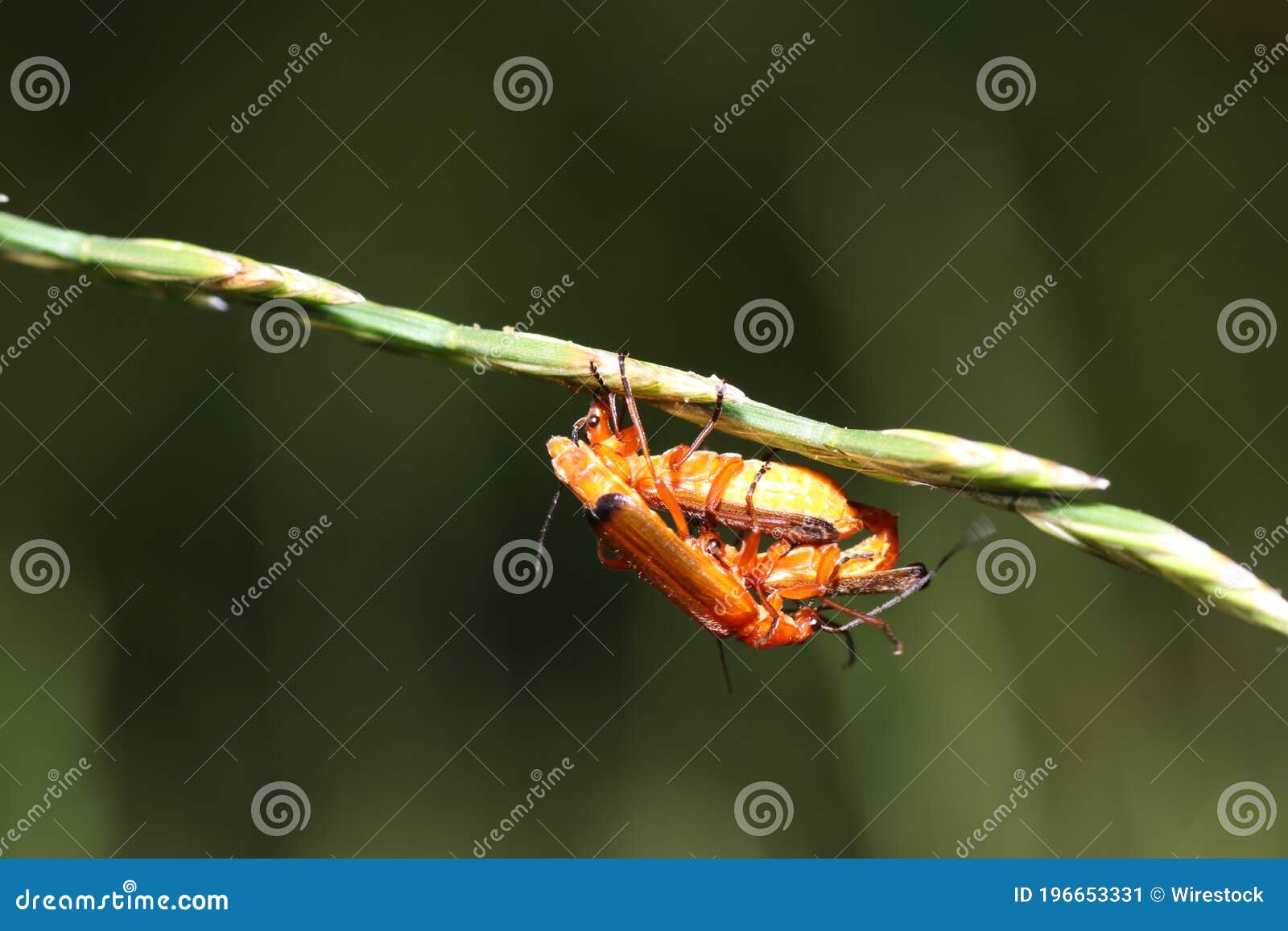 Mating Process of Common Red Soldier Beetles on a Stem of a Plant Stock ...