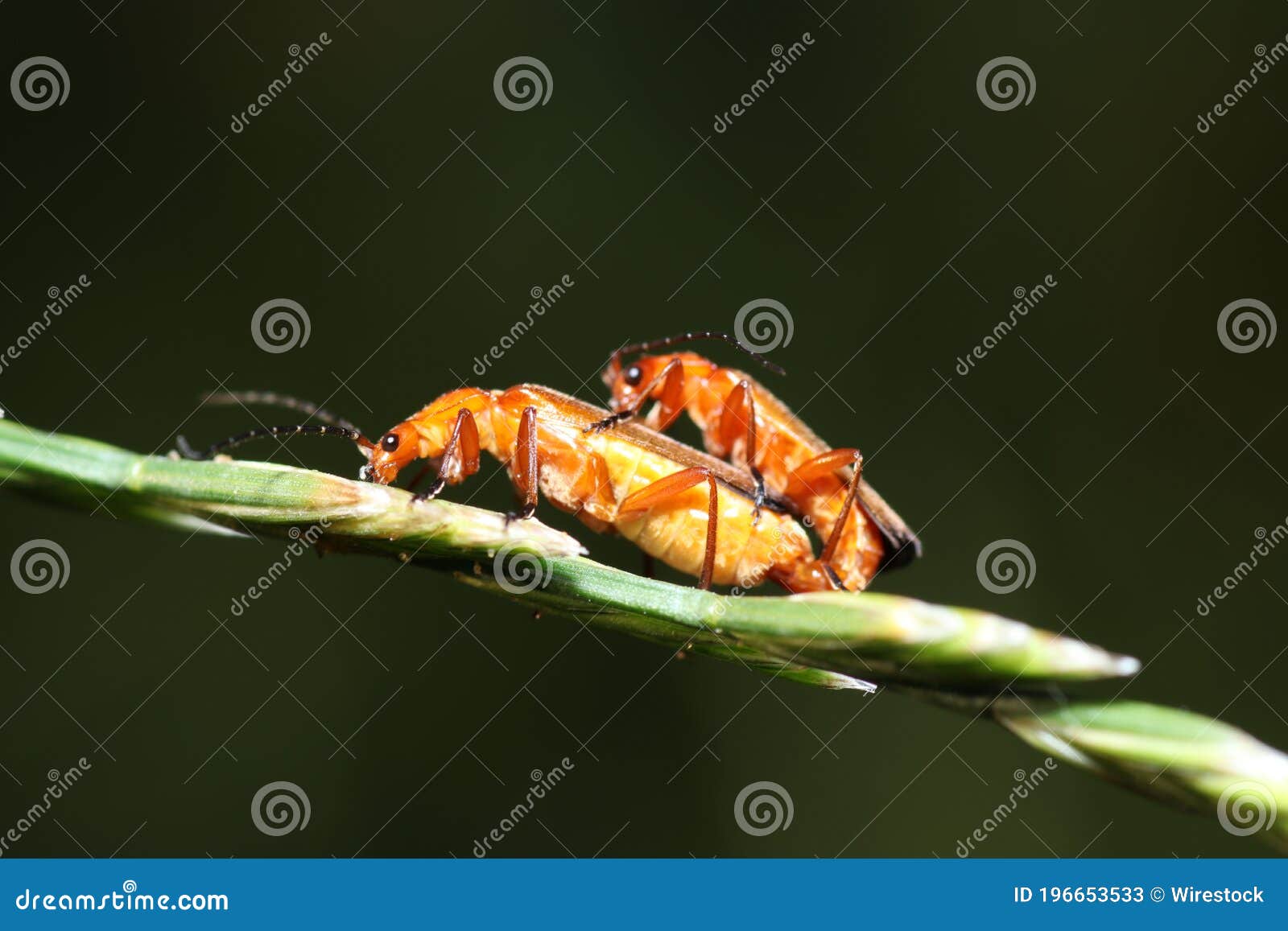 Mating Process of Common Red Soldier Beetles on a Stem of a Plant Stock ...