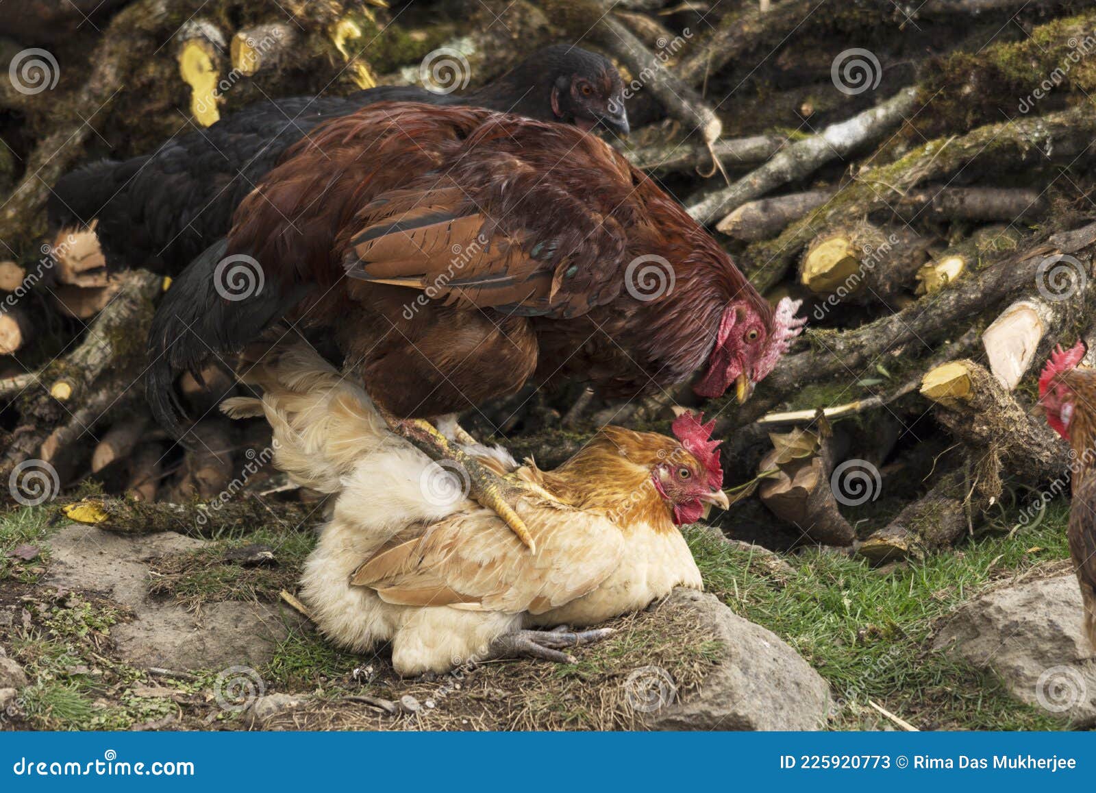 Mating Process of Hens in a Poultry Farm with Selective Focus Stock ...
