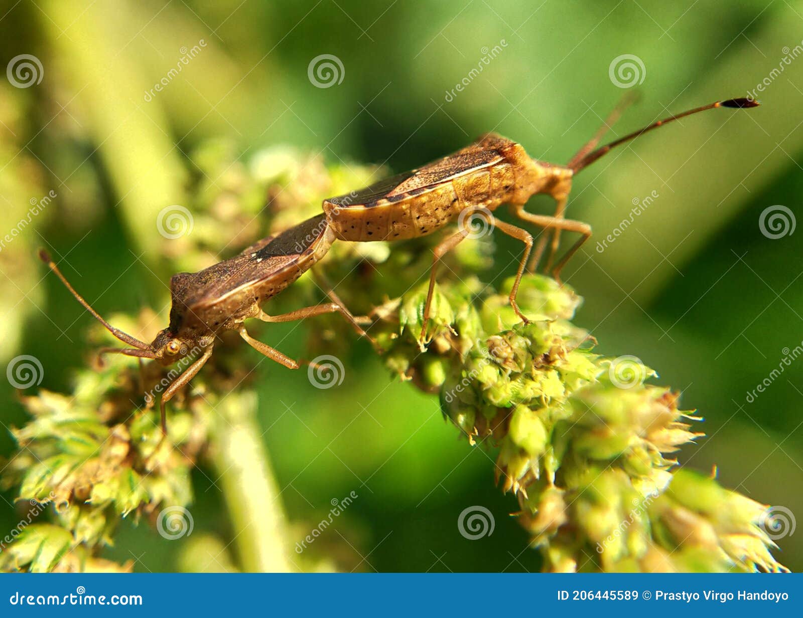 The Mating Process of Small Animals. Stock Image - Image of animals ...