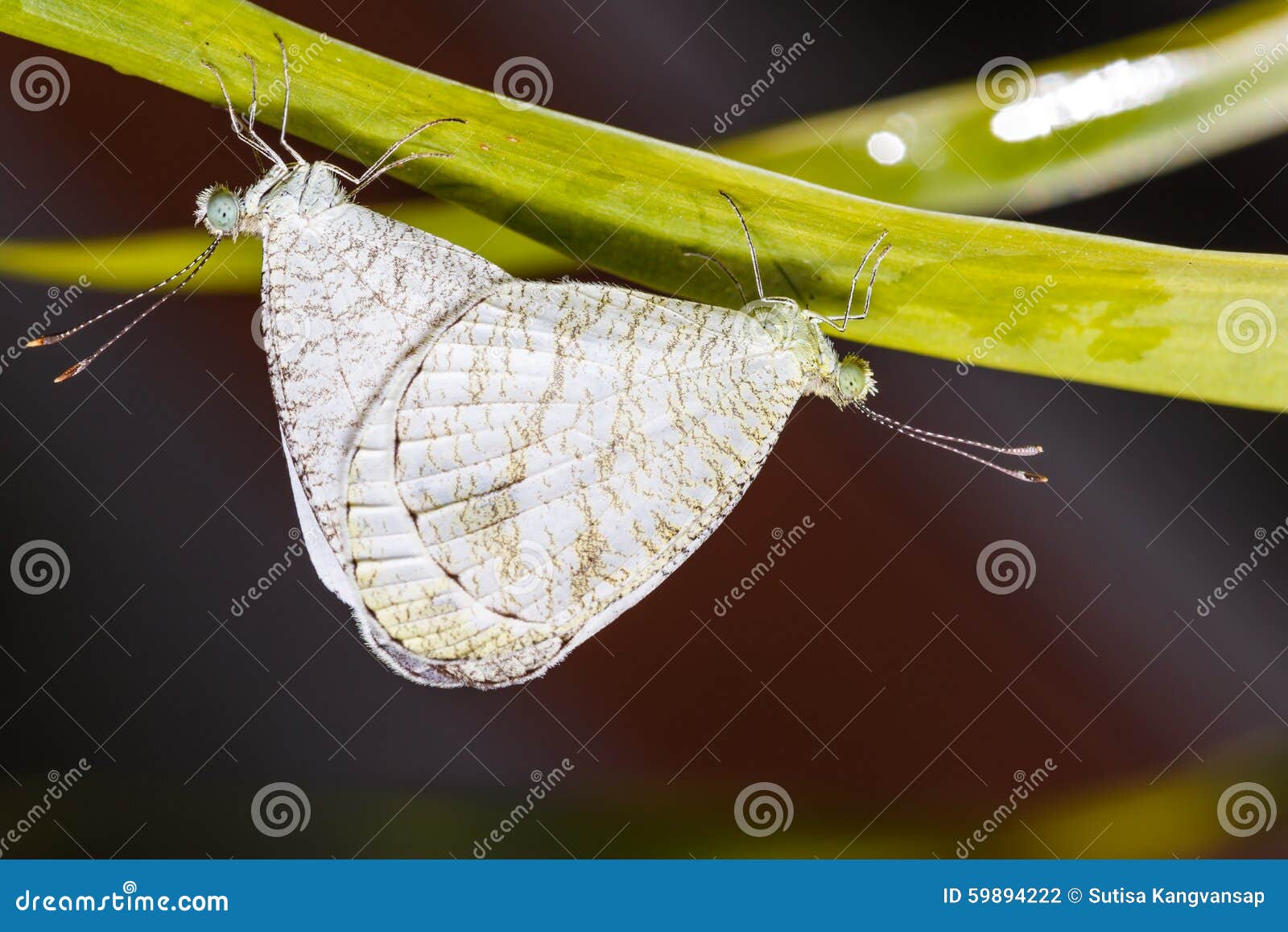 Mating Psyche Butterfly Stock Photos - Free & Royalty-Free Stock Photos ...
