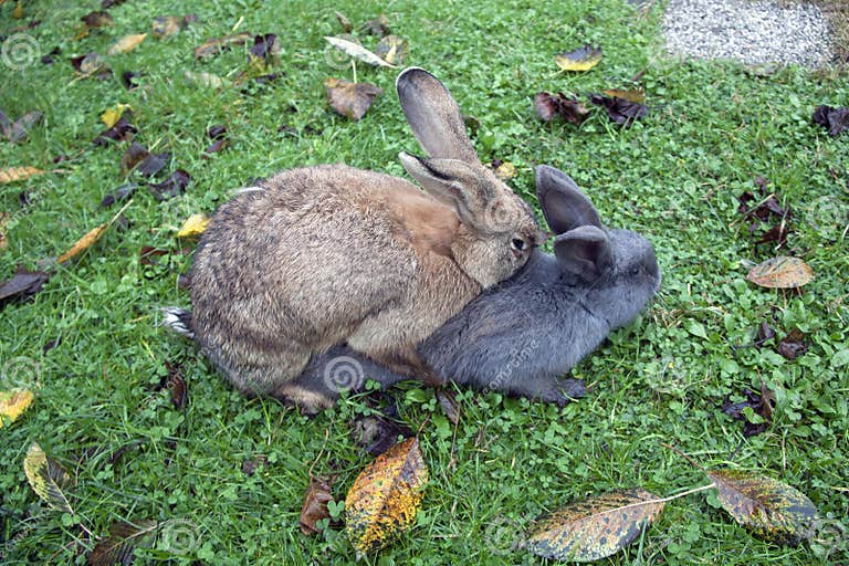 Mating rabbits stock image. Image of outdoors, rabbits - 46621147