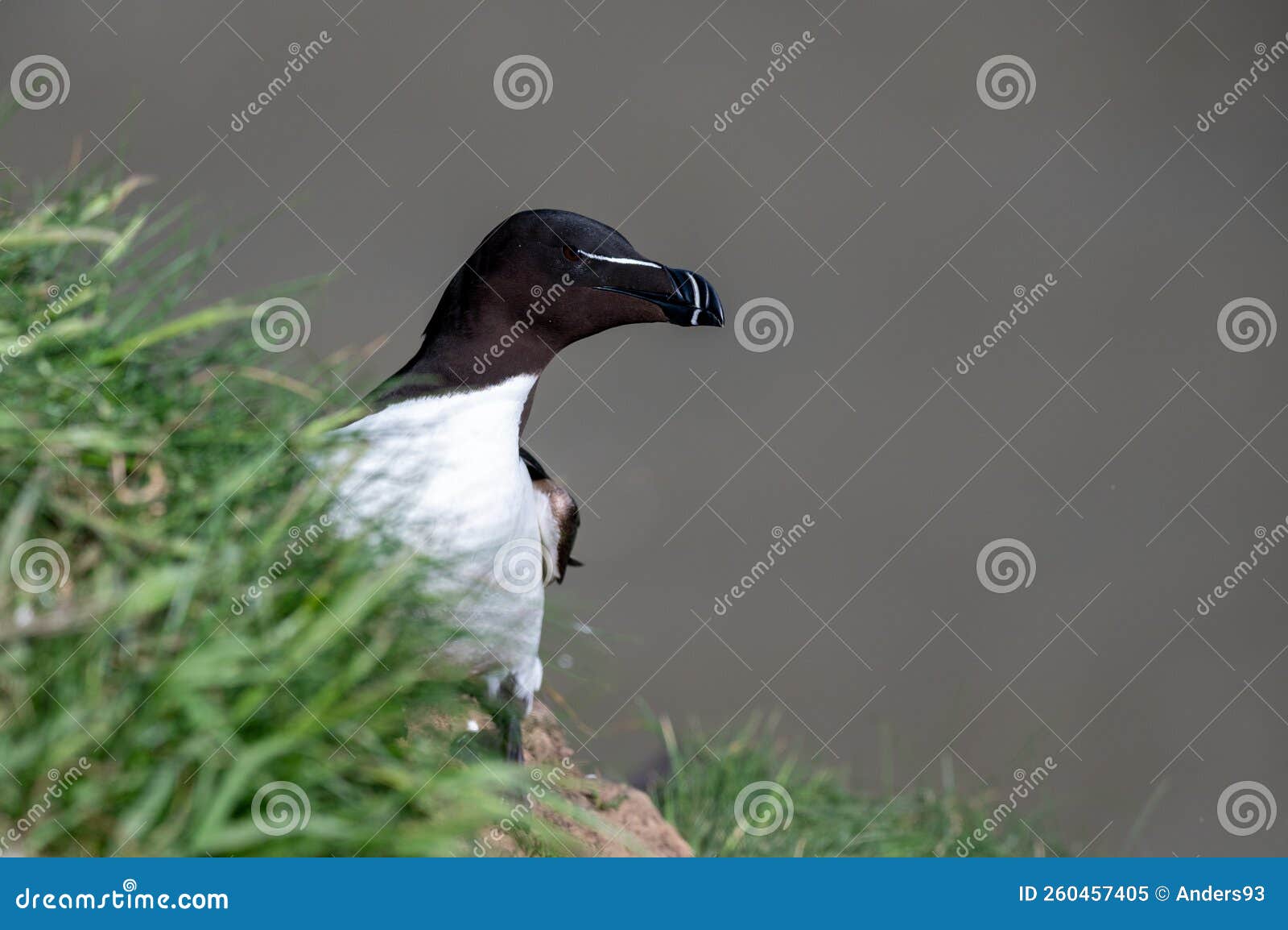 Mating Razorbills, Alca Torda, Perched on Rocks Stock Image - Image of ...
