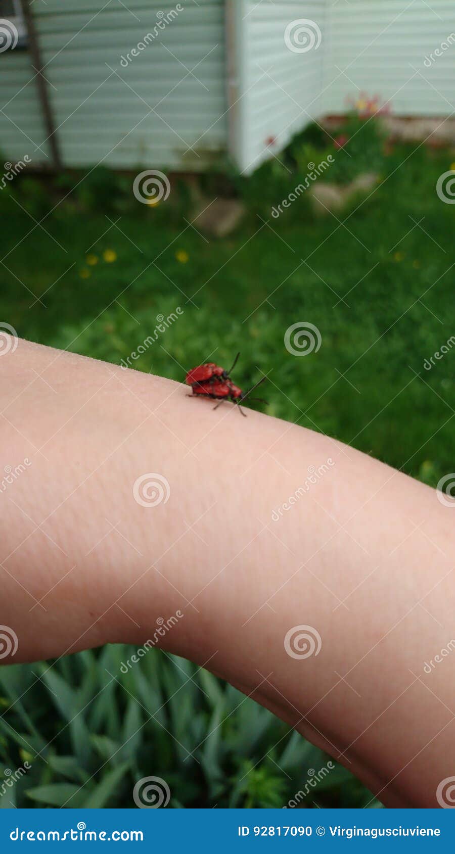 Mating red bugs arm stock photo. Image of earth, animal - 92817090