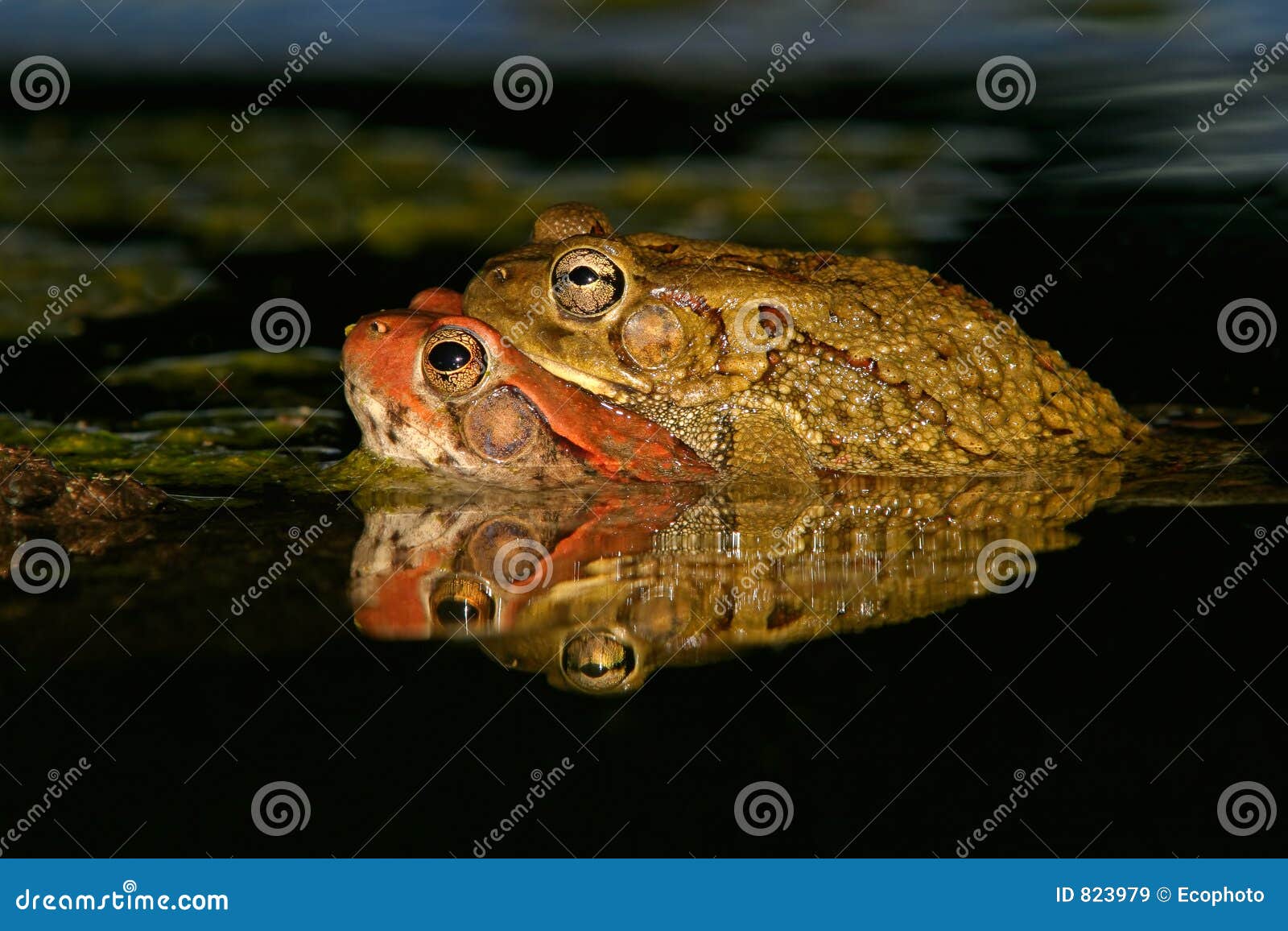 Mating red toads stock image. Image of moist, secretive - 823979