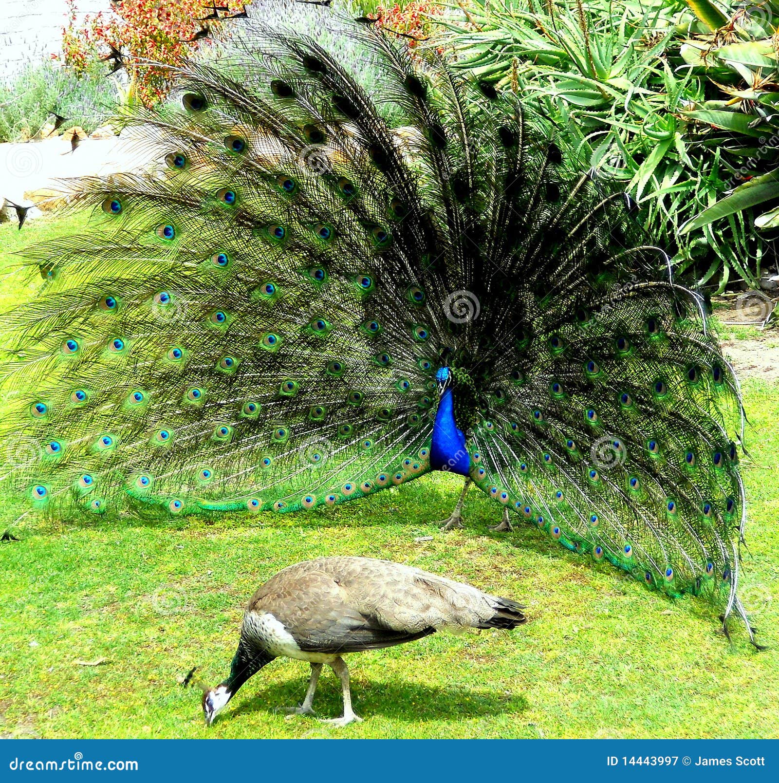 The Mating Ritual Royalty Free Stock Photography - Image: 14443997