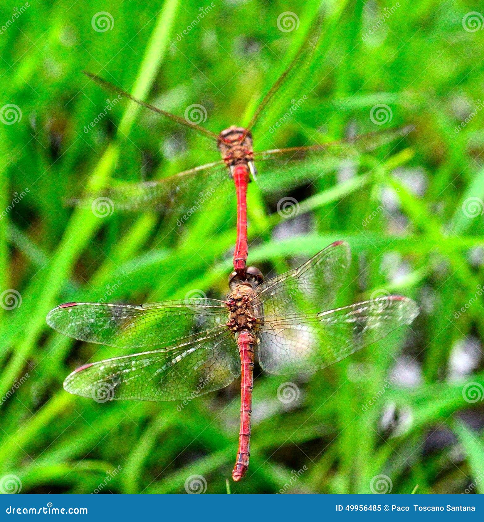 Mating Ritual in Full Flight of Sympetrum Dragonflies Stock Image ...