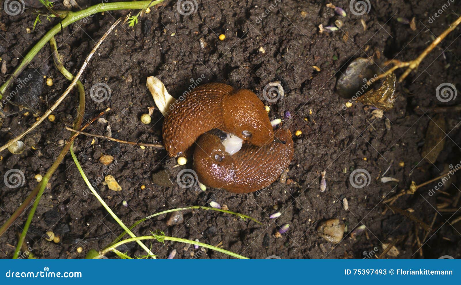 Mating ritual of slugs stock image. Image of mucus, helix - 75397493