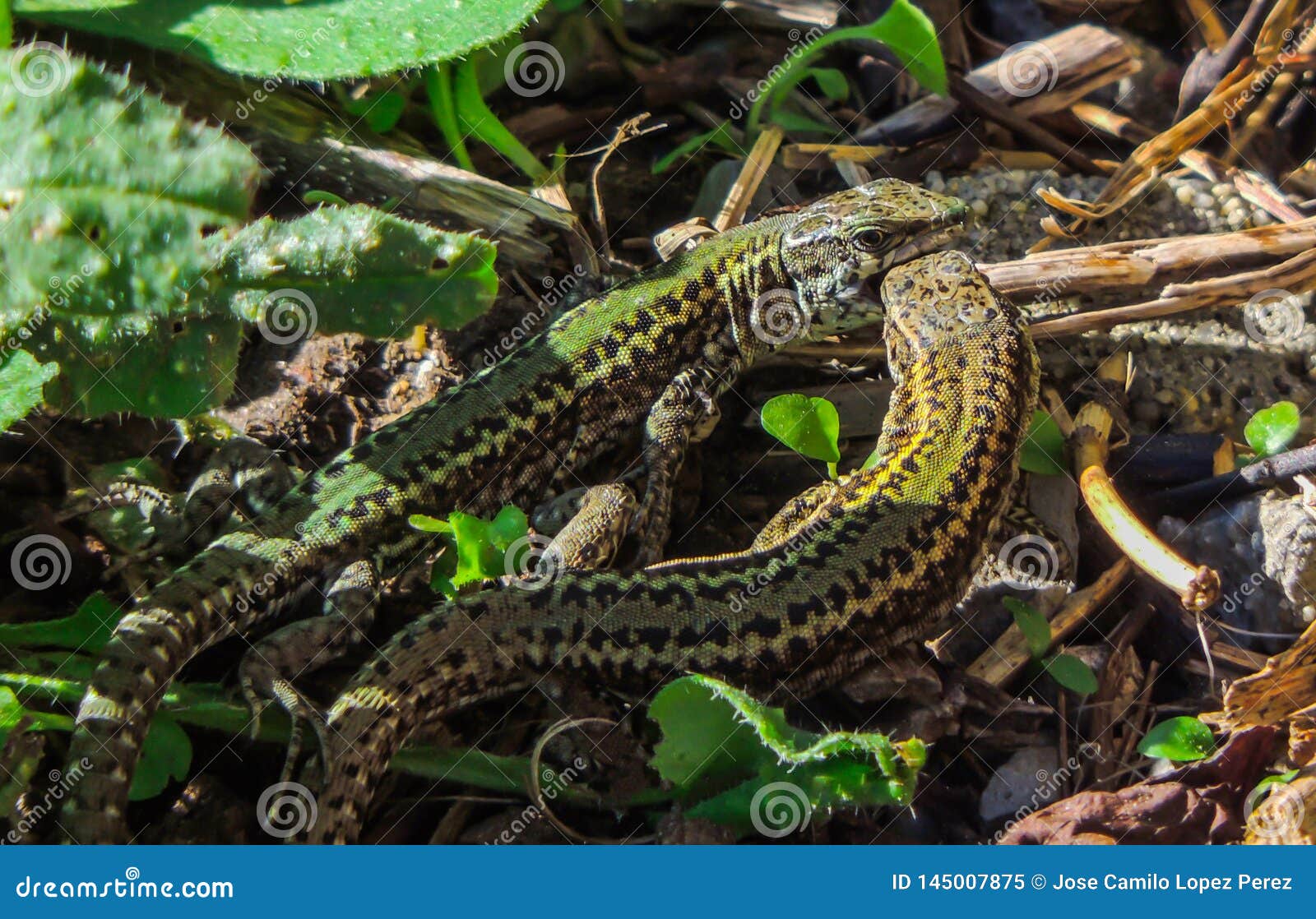 Mating Ritual of Two Lizards Stock Image - Image of nature, macro ...