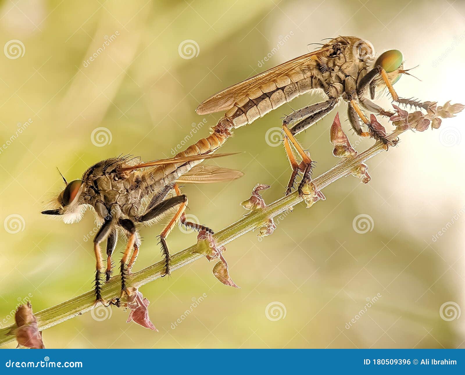 Mating Robber Fly on a Branch Stock Photo - Image of mating, damselfly ...