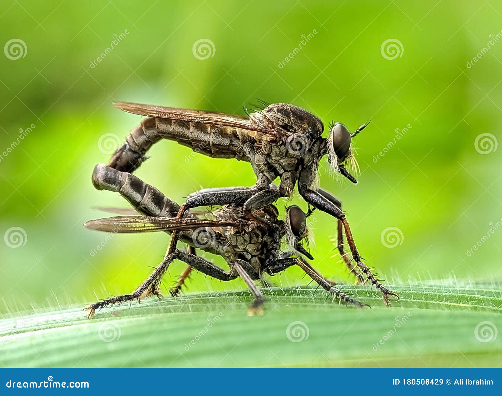 Mating Robber Fly on a Grass Stock Image - Image of invertebrate ...